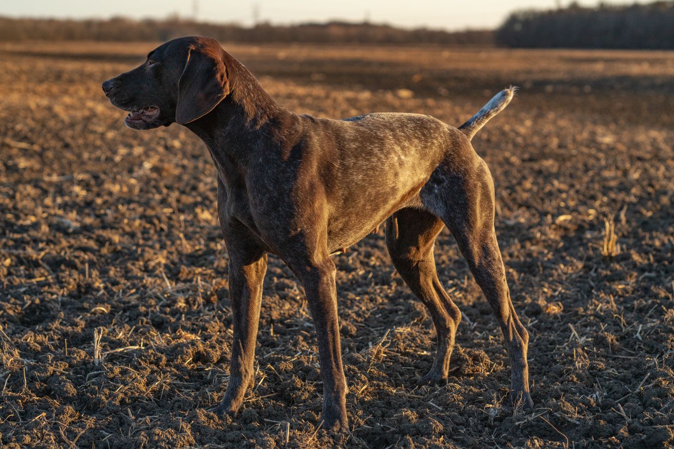 Discovering the Drahthaar Dog: A Comprehensive Owner's Guide