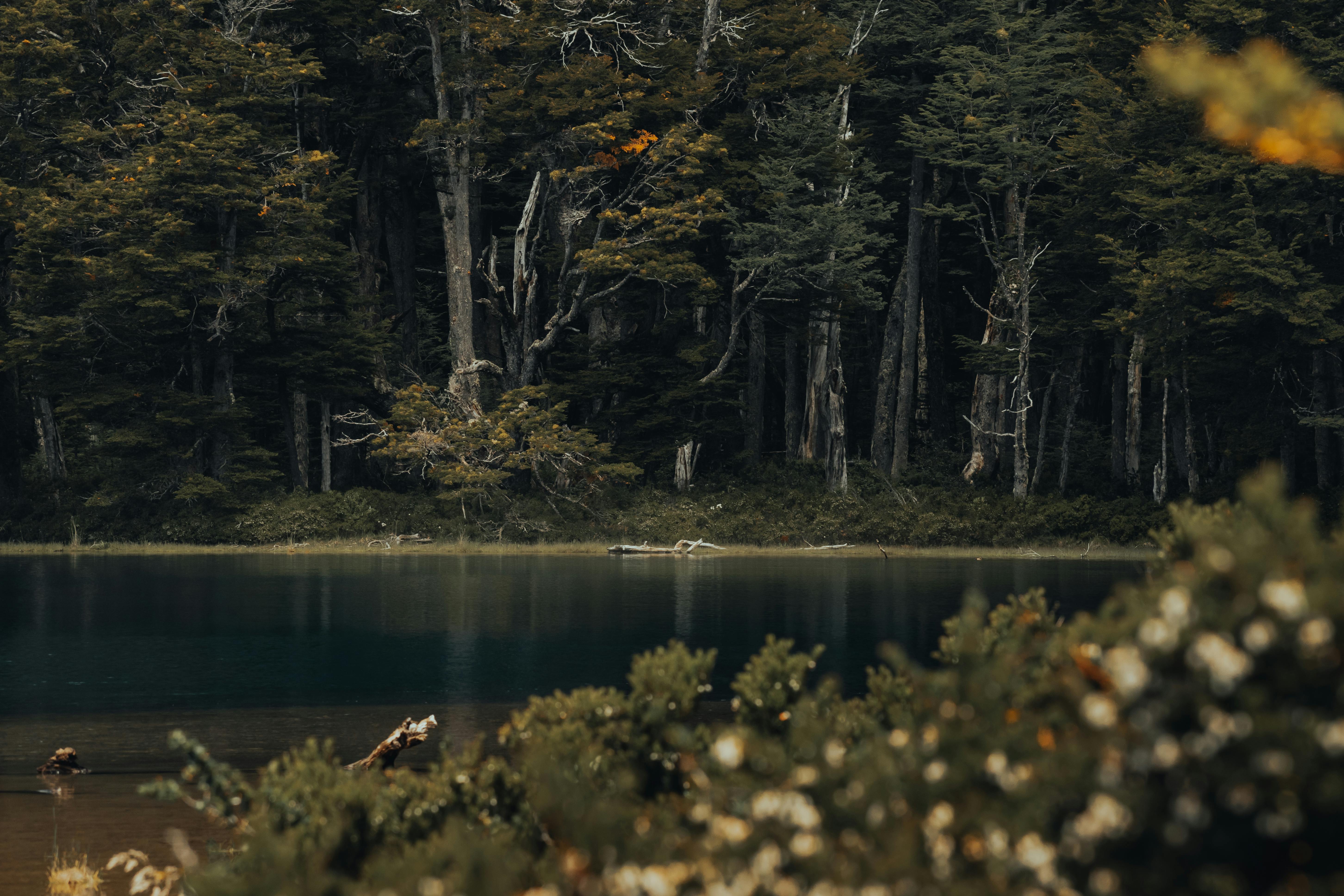 River in Deep Forest · Free Stock Photo