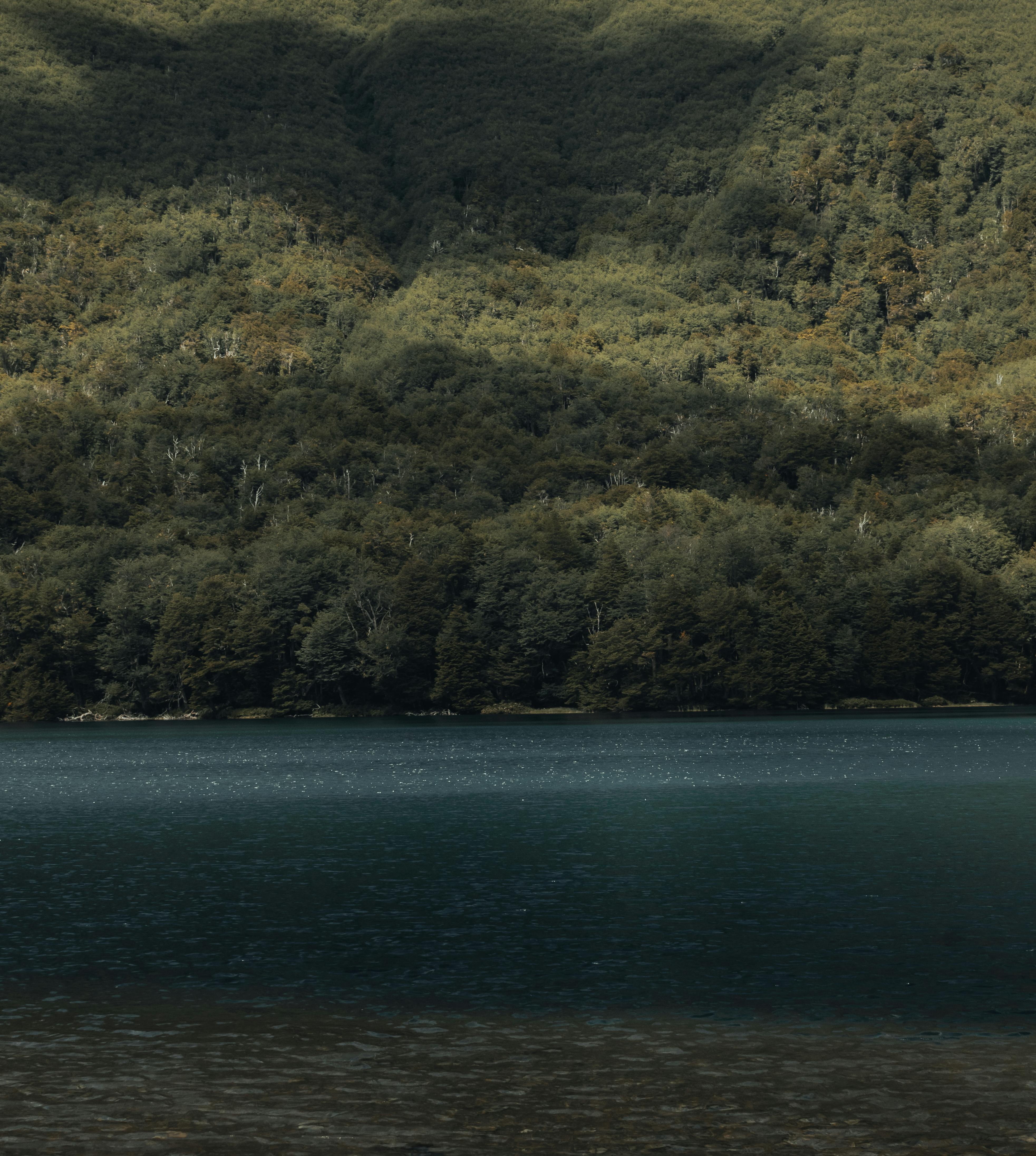 Deep Forest Photos, Download The BEST Free Deep Forest Stock Photos ...