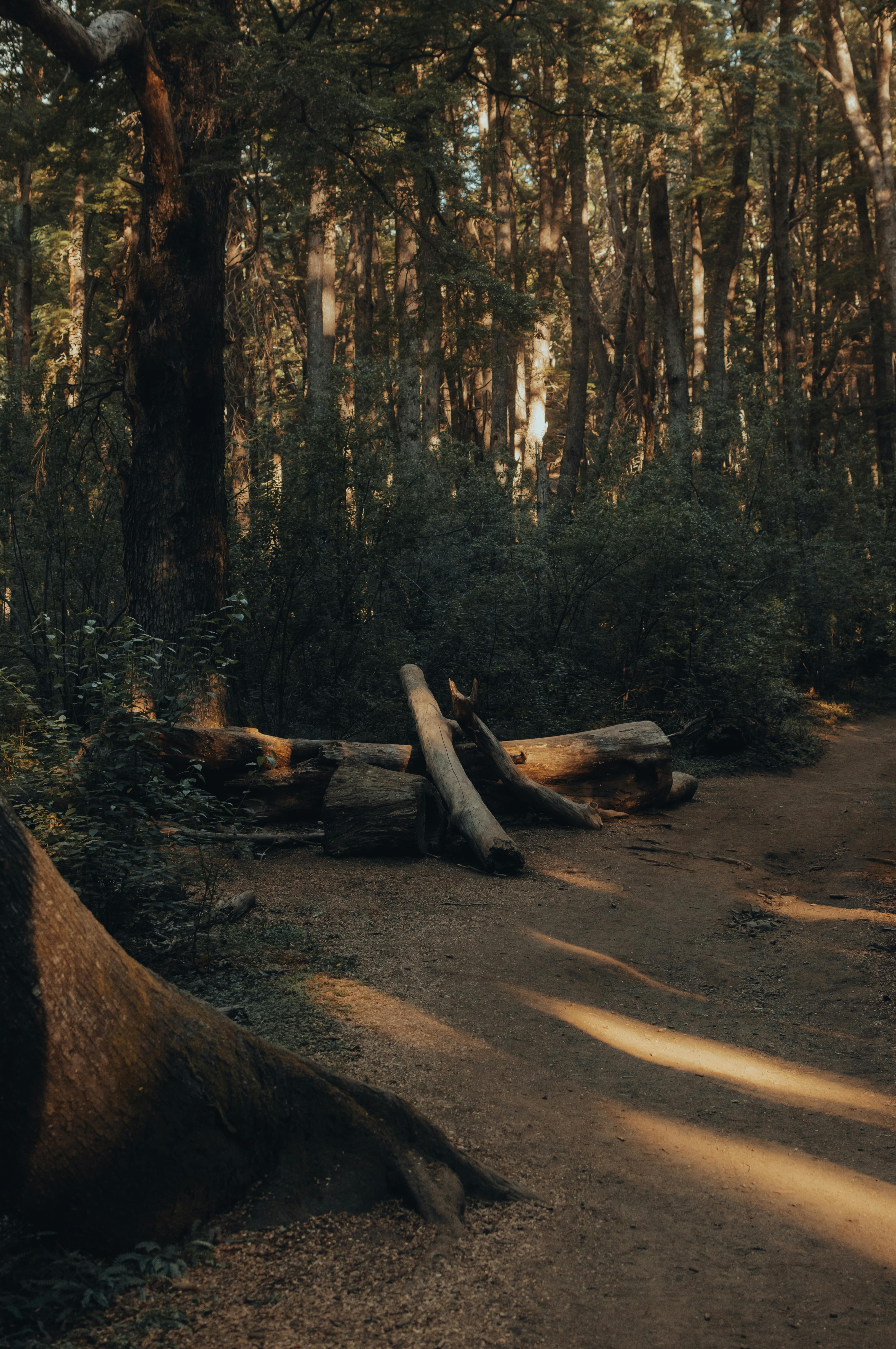 Inside of a Forest · Free Stock Photo