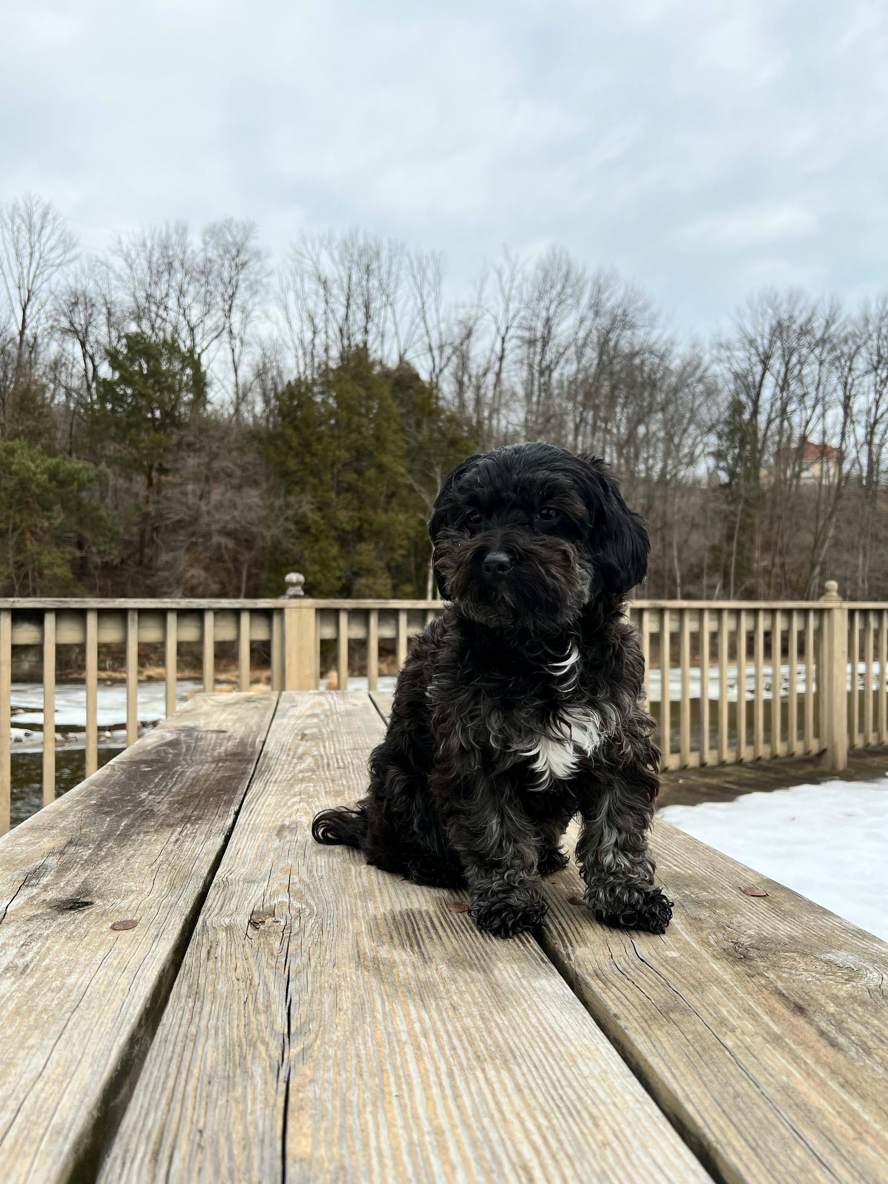 Black Furry Dog on Wooden Planks · Free Stock Photo
