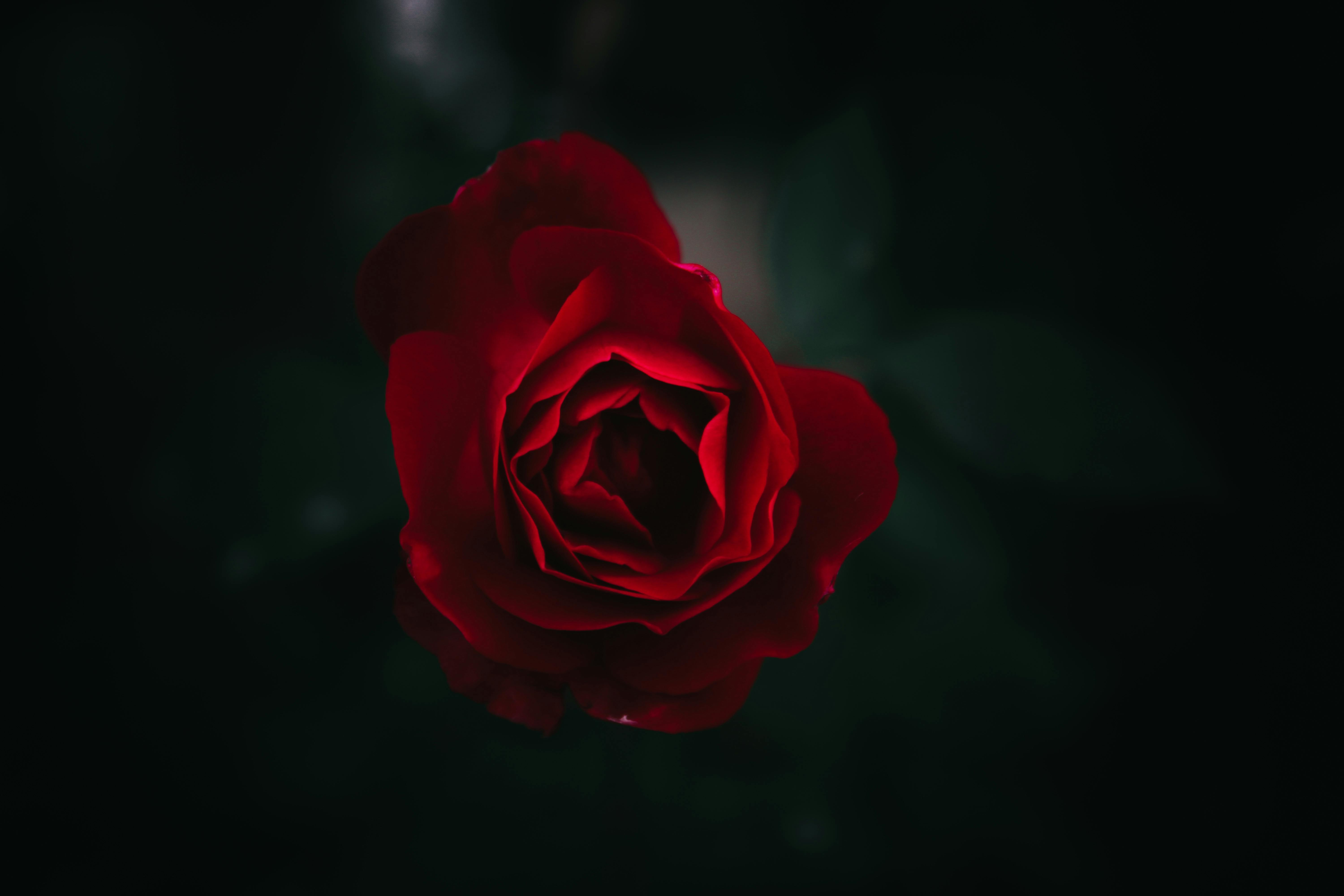 Red Flower in Close Up Photography · Free Stock Photo