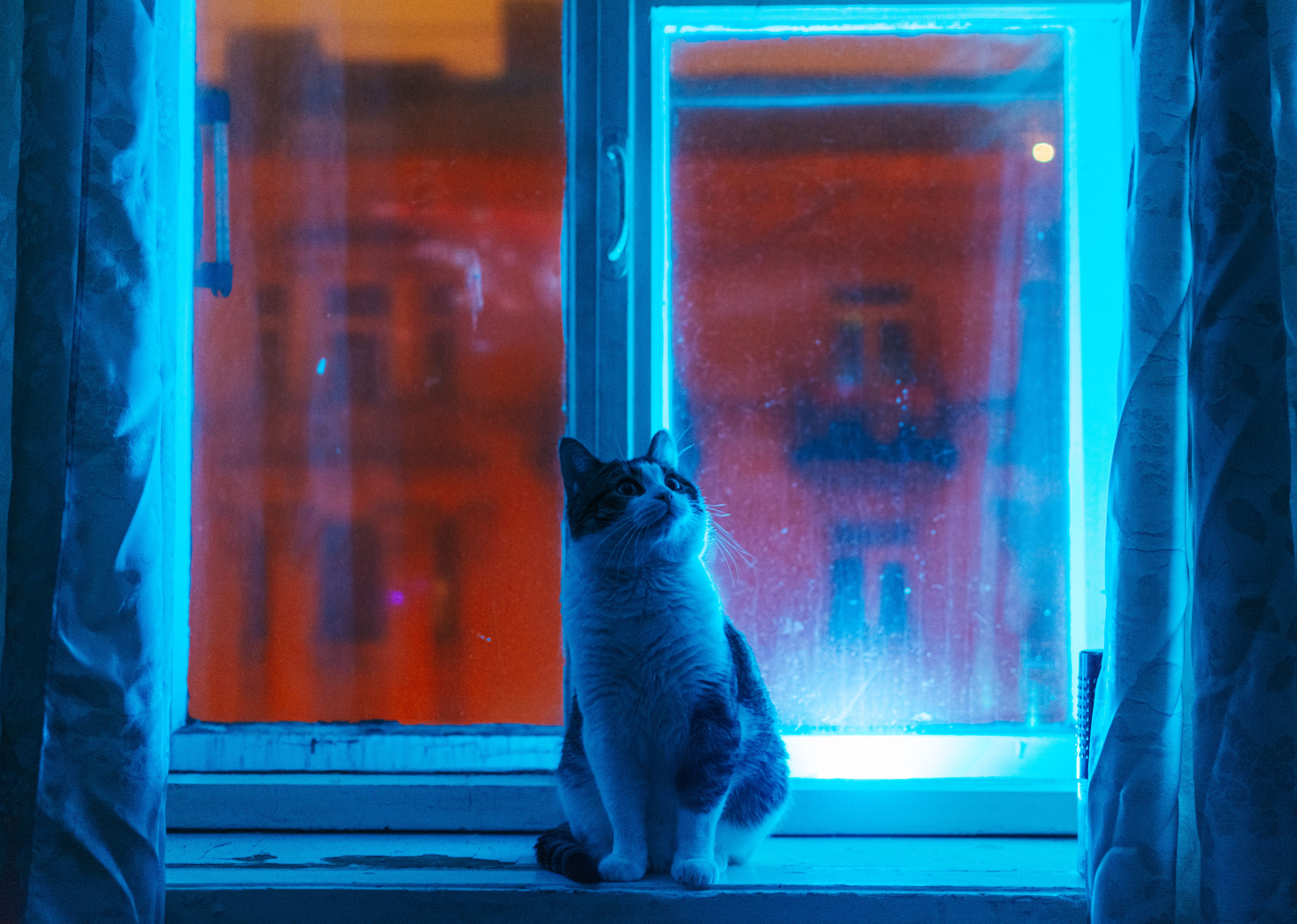 Cat Sitting near Window · Free Stock Photo