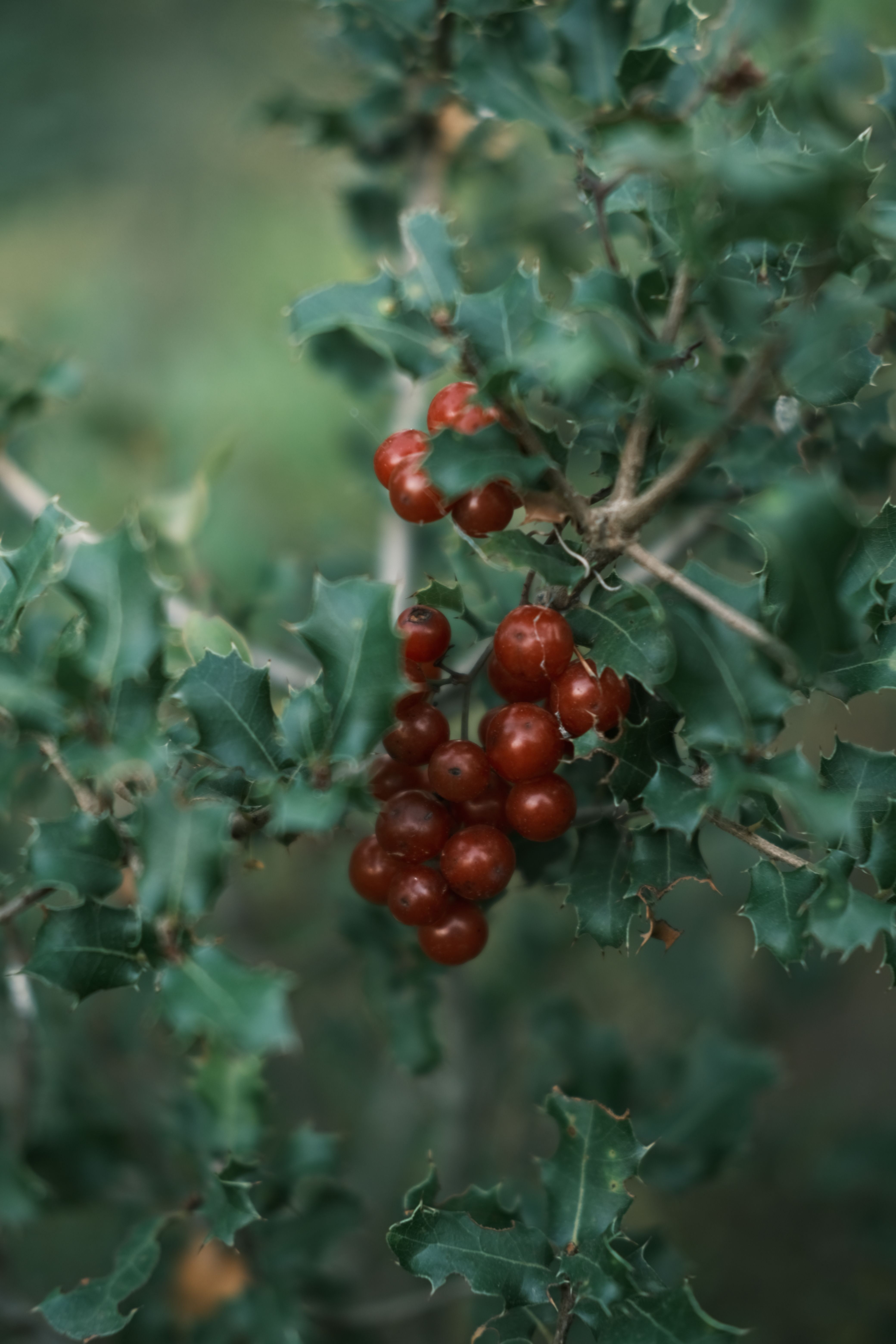 Holly Berries Photos, Download The BEST Free Holly Berries Stock Photos ...