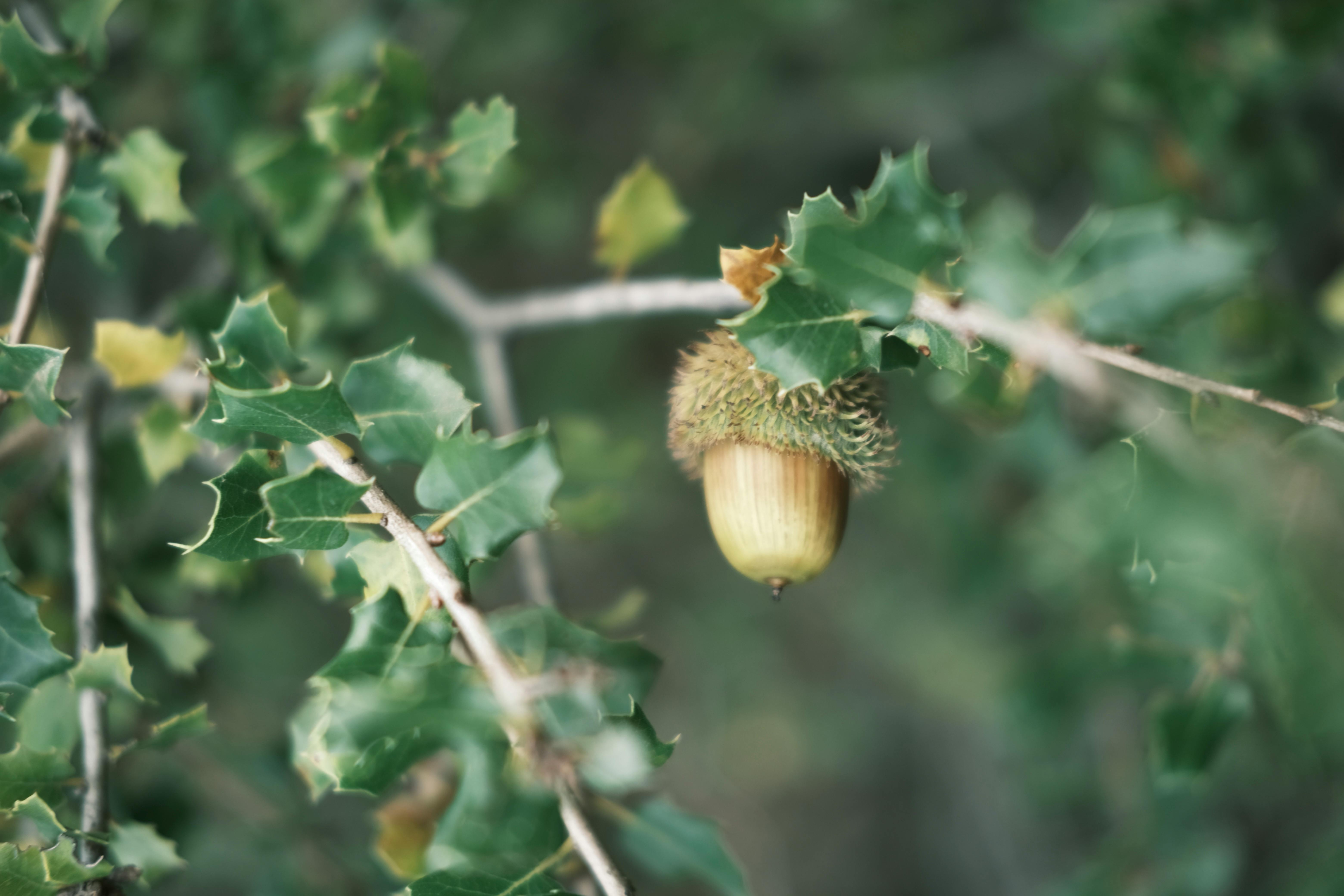 Acorns in Close Up Photography · Free Stock Photo