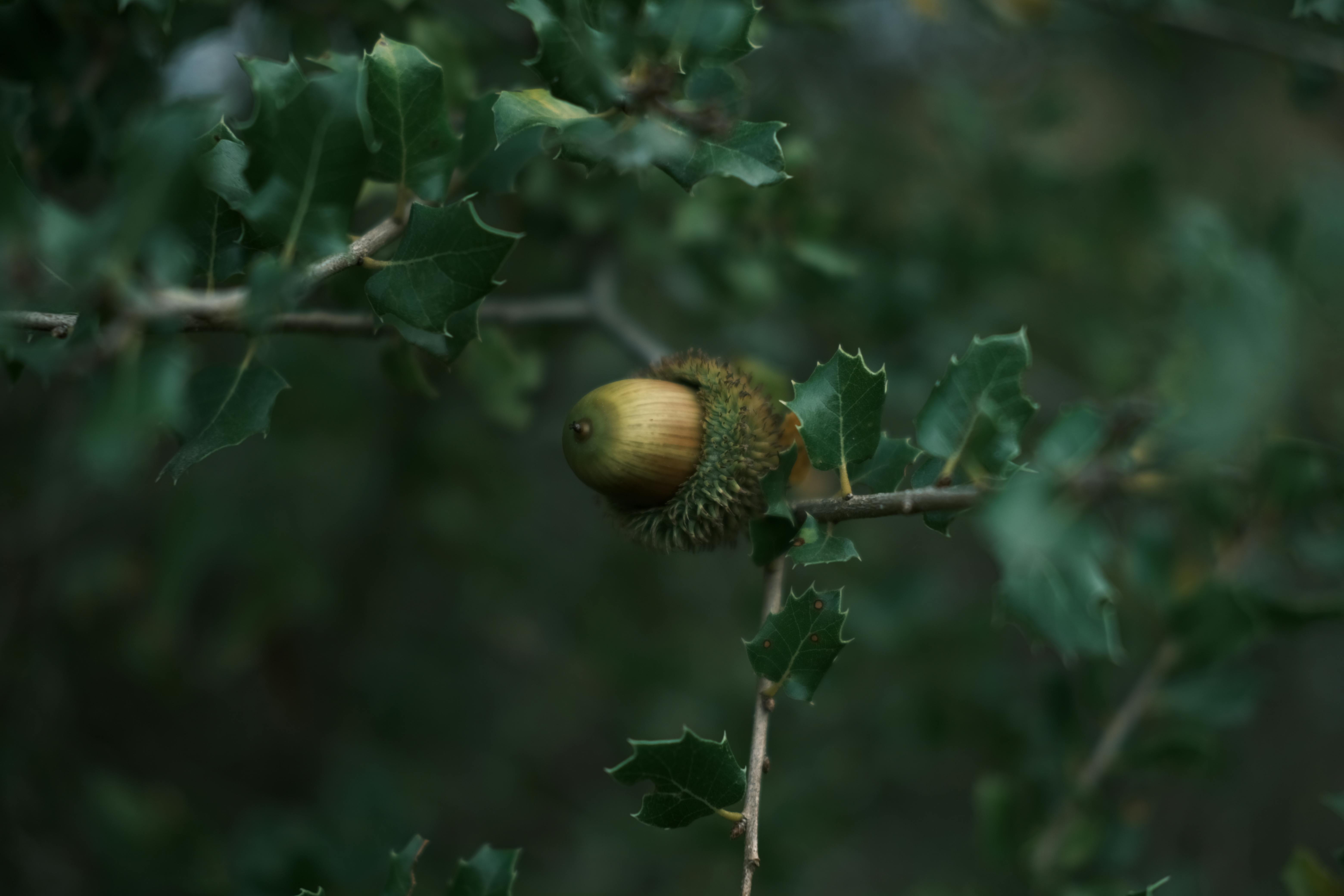A Tree Branch Photos, Download Free A Tree Branch Stock Photos & HD Images