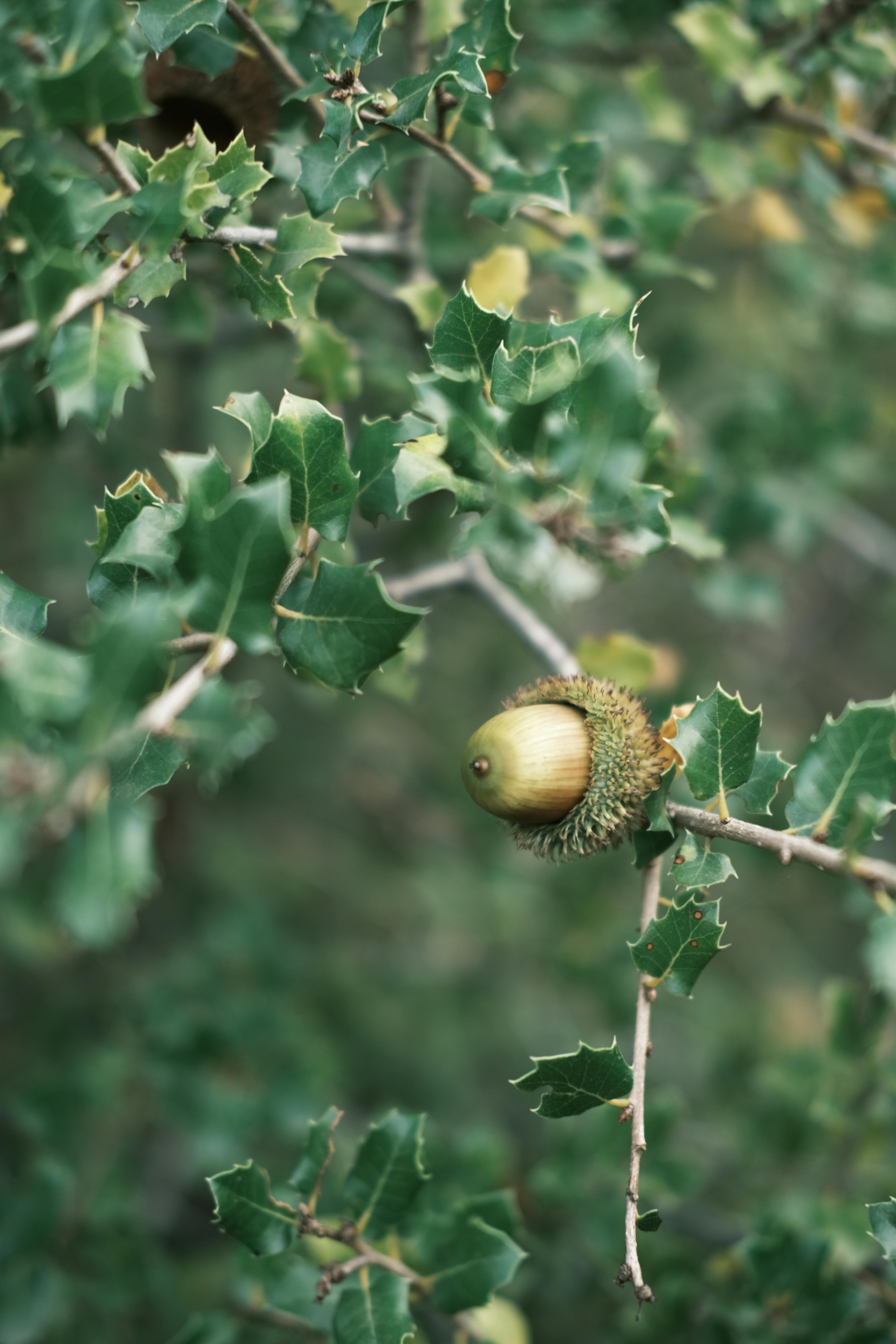 Close up of an Acorn · Free Stock Photo