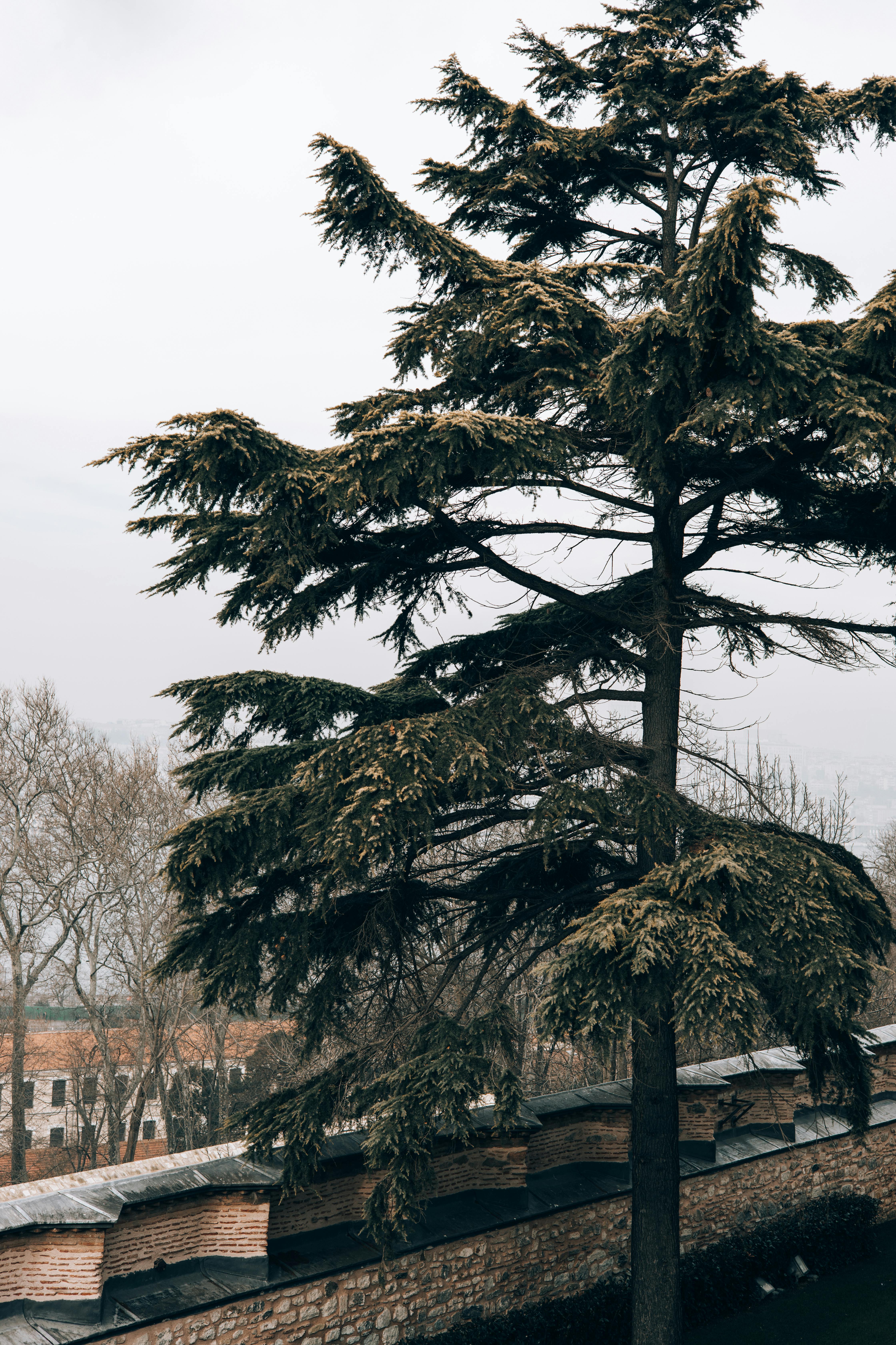 Lone Evergreen Tree · Free Stock Photo