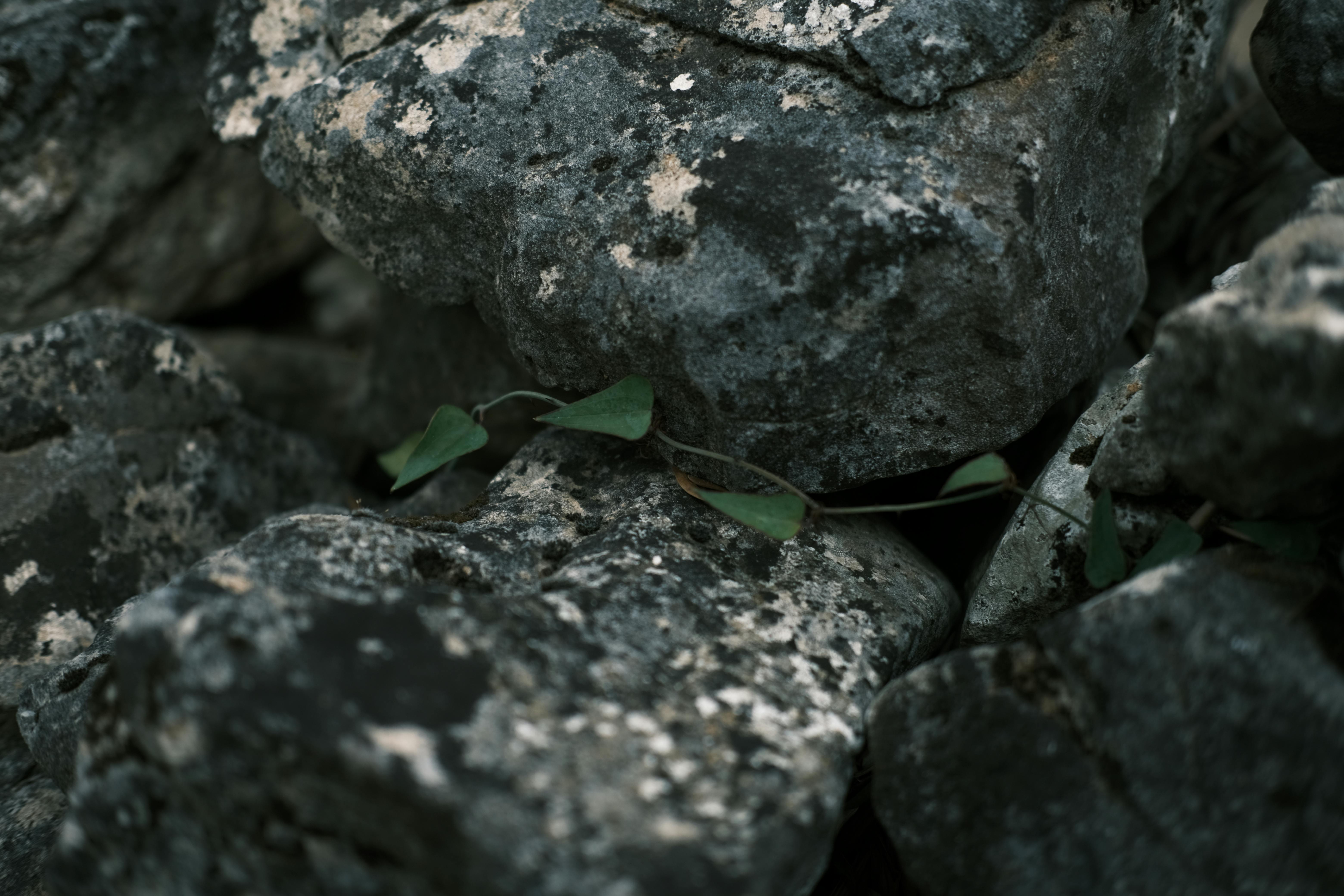 Green Leaf on Ground Besides Black Stones · Free Stock Photo