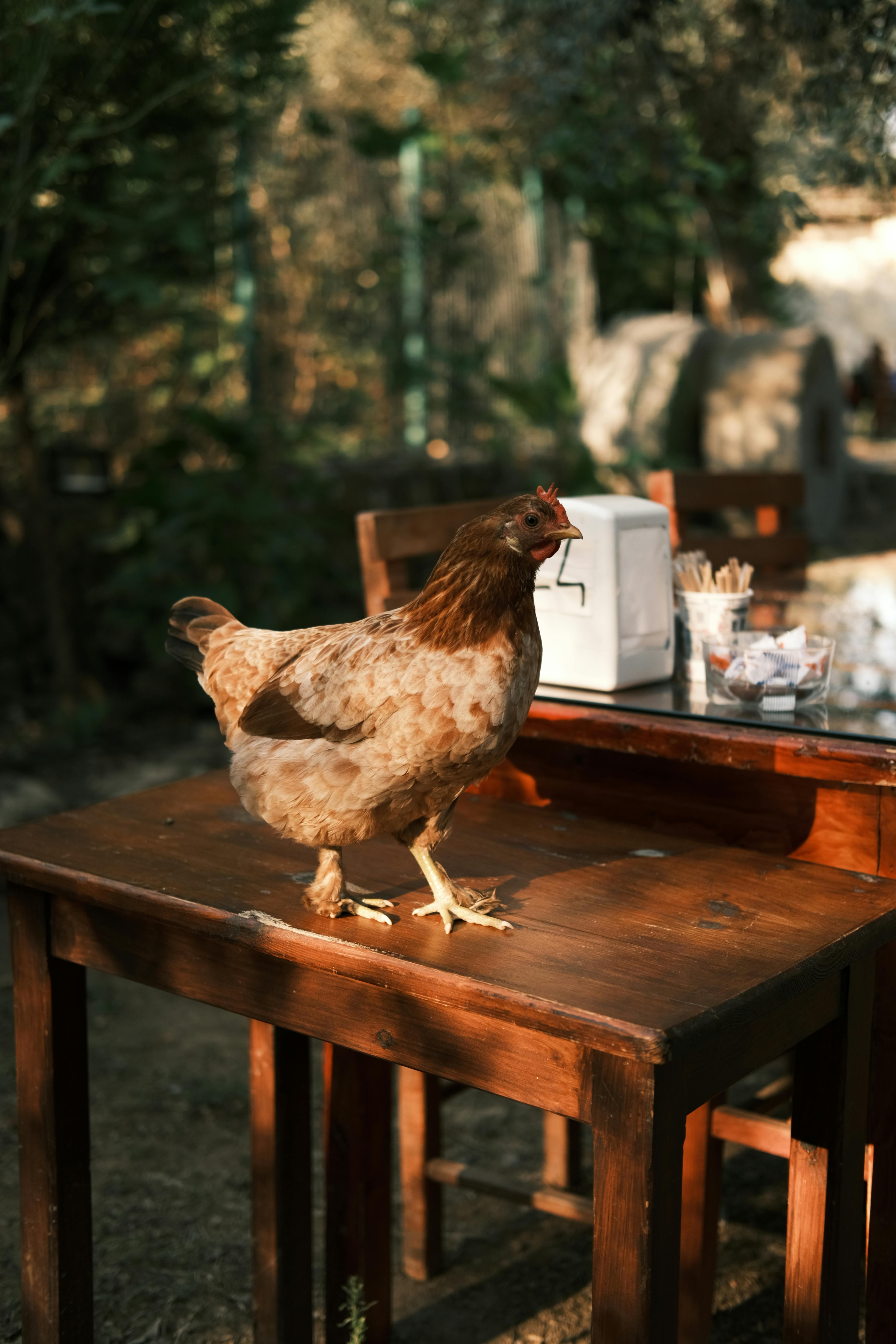 A Hen Standing on a Wooden Table · Free Stock Photo