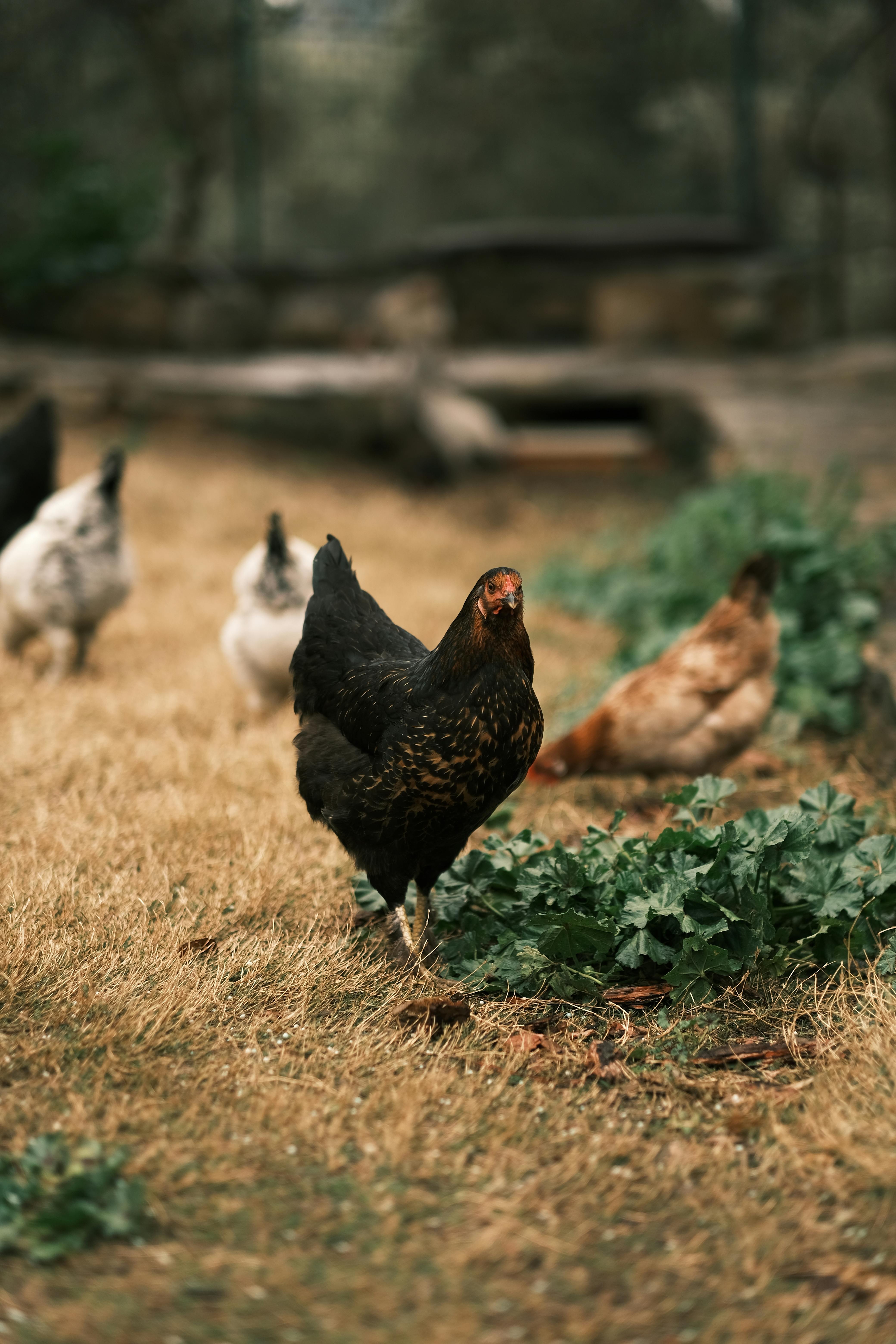 Hens Photos, Download The BEST Free Hens Stock Photos & HD Images