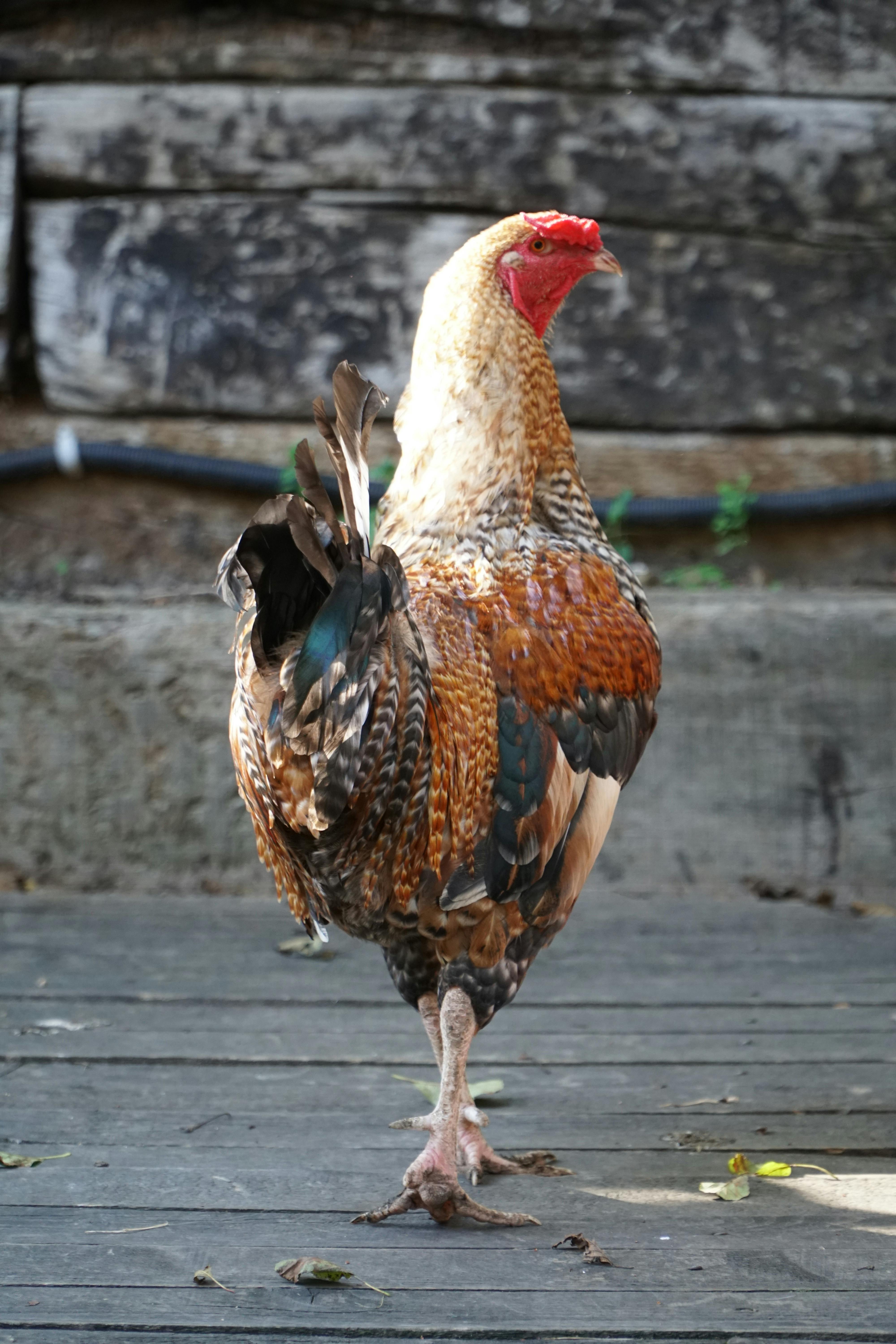 Chicken Walking Photos, Download The BEST Free Chicken Walking Stock ...