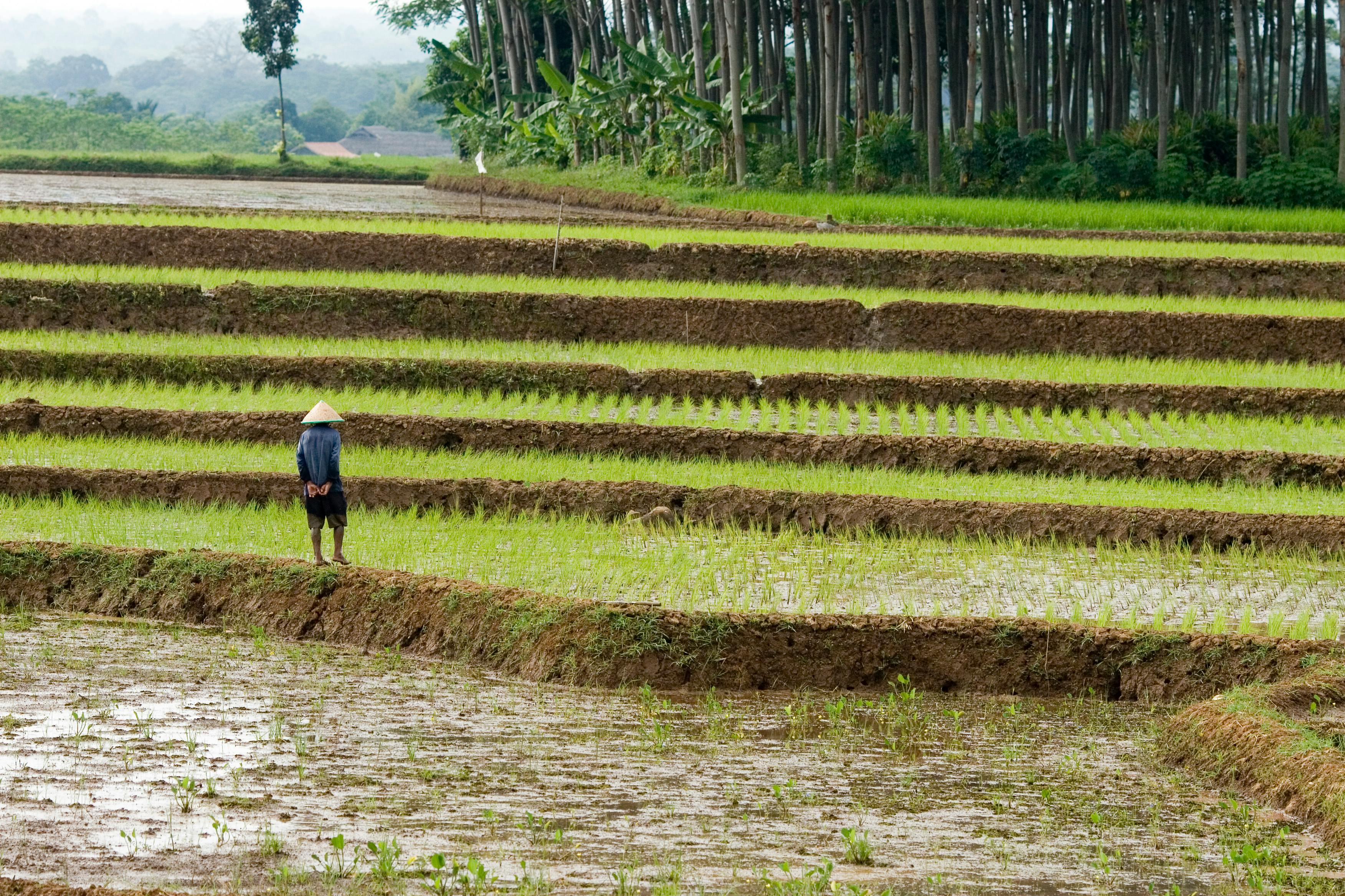 Two People on Rice Field · Free Stock Photo