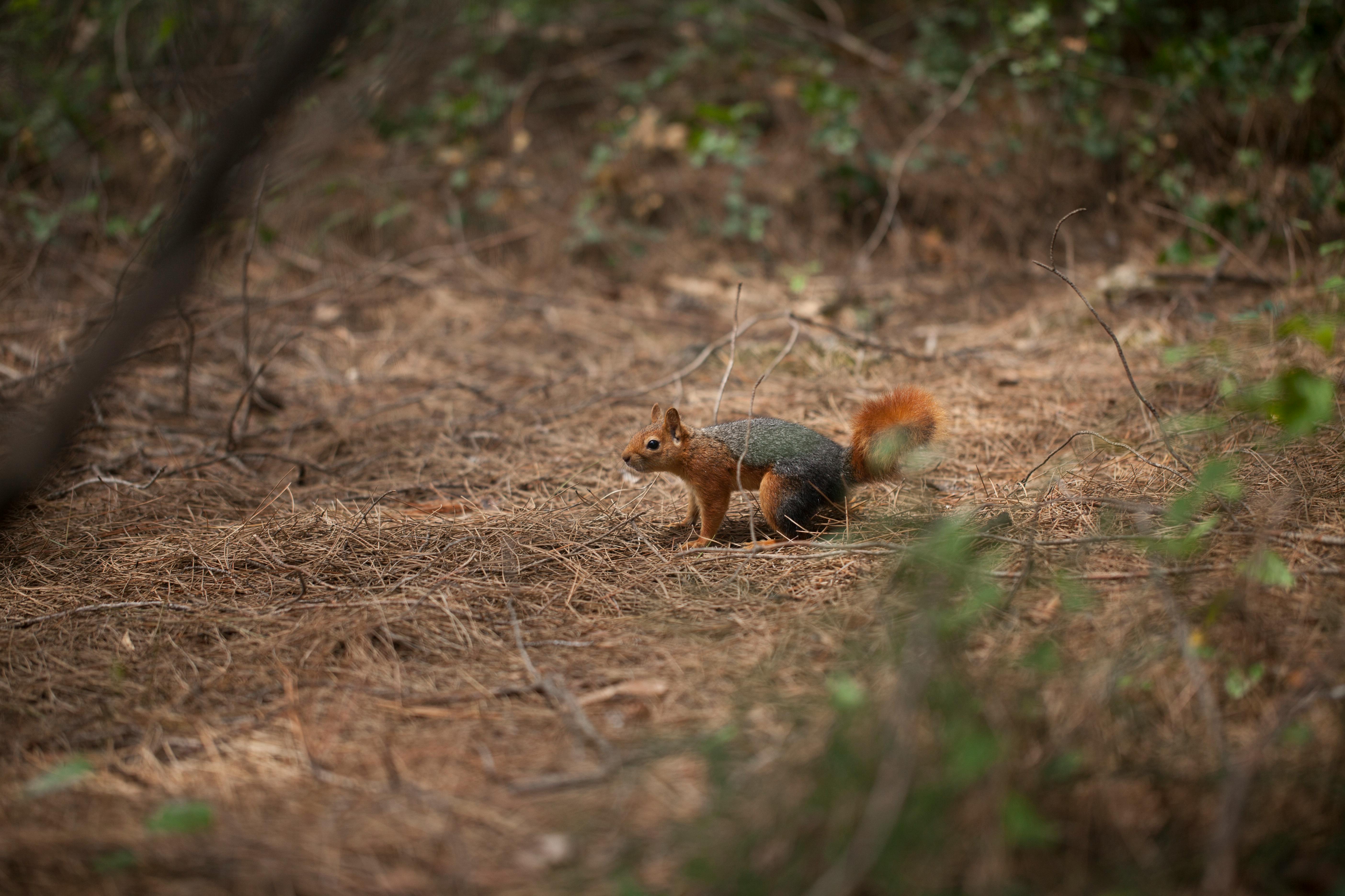 Close Up Photography of Brown Animal · Free Stock Photo