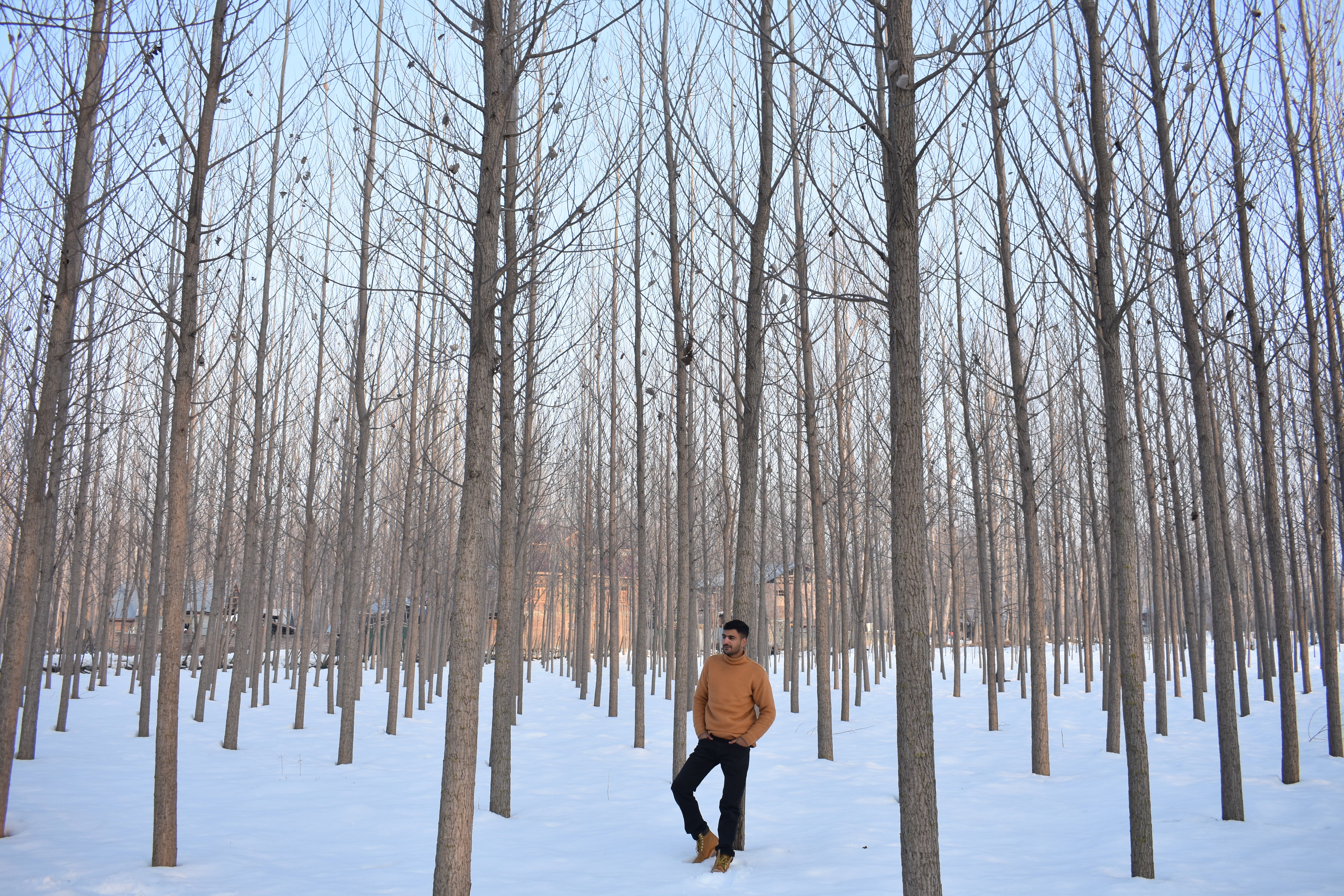 Man Leaning on Leafless Tree · Free Stock Photo