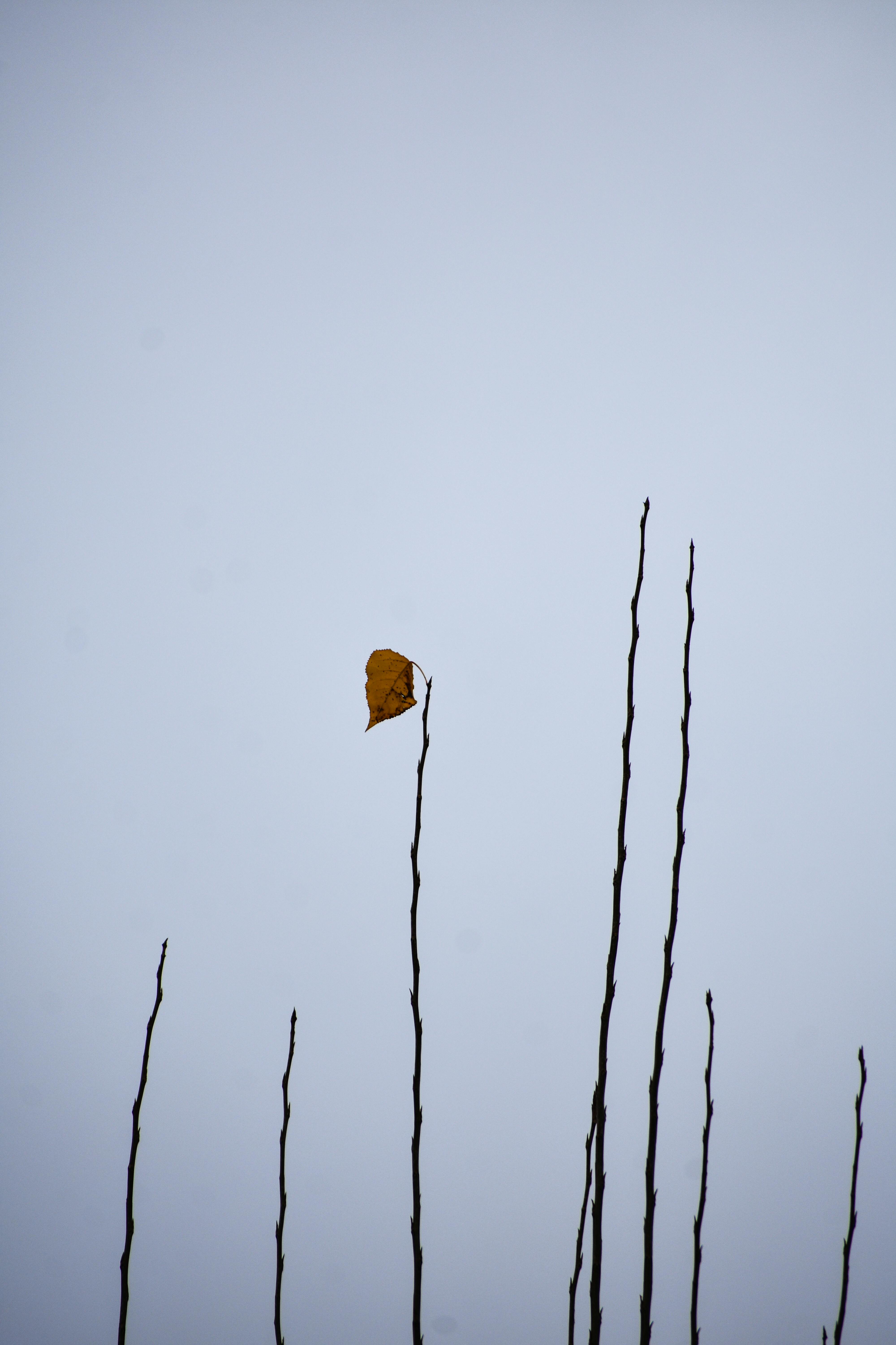 Single Leaf Photos, Download The BEST Free Single Leaf Stock Photos ...