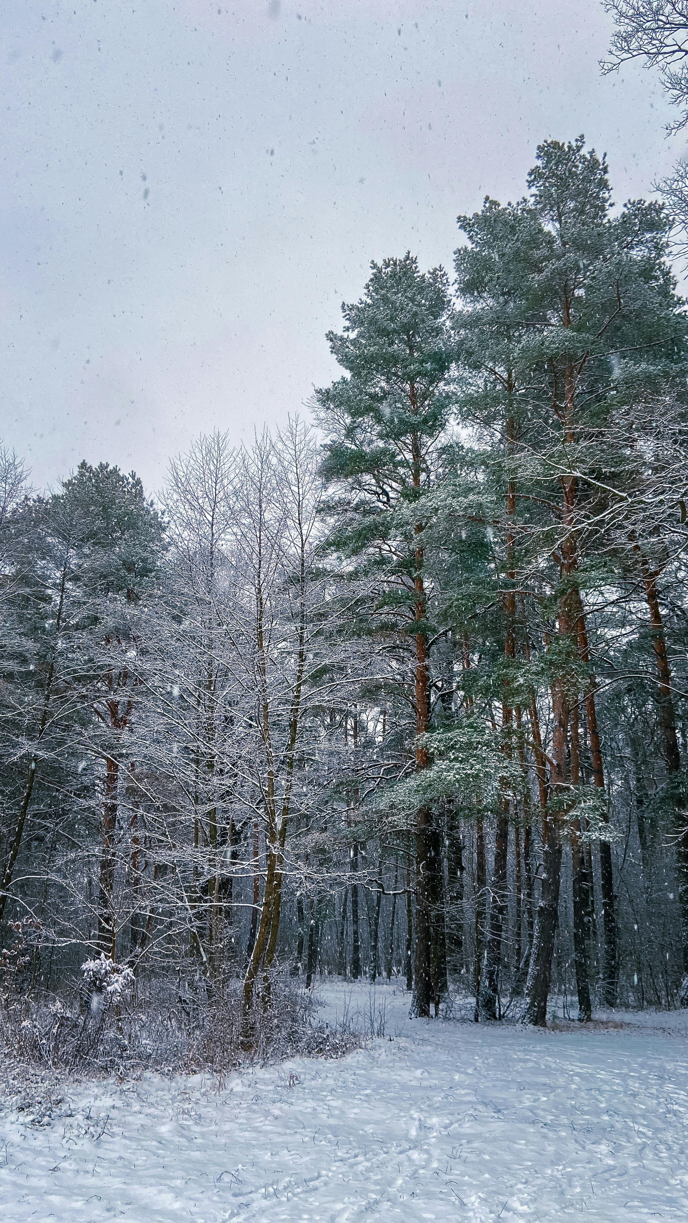 Trees on Snow Covered Ground · Free Stock Photo