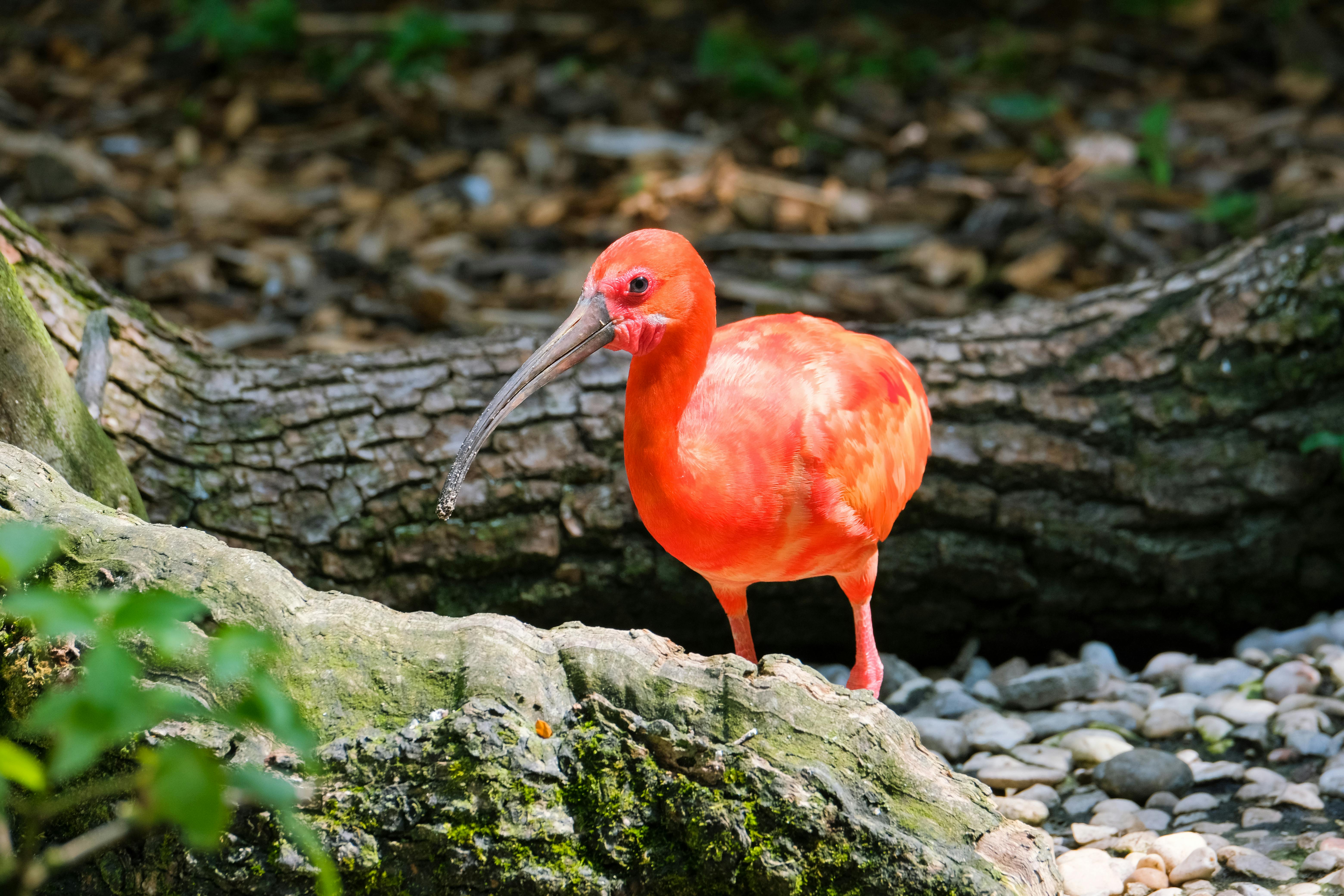 Photo of an Ibis · Free Stock Photo