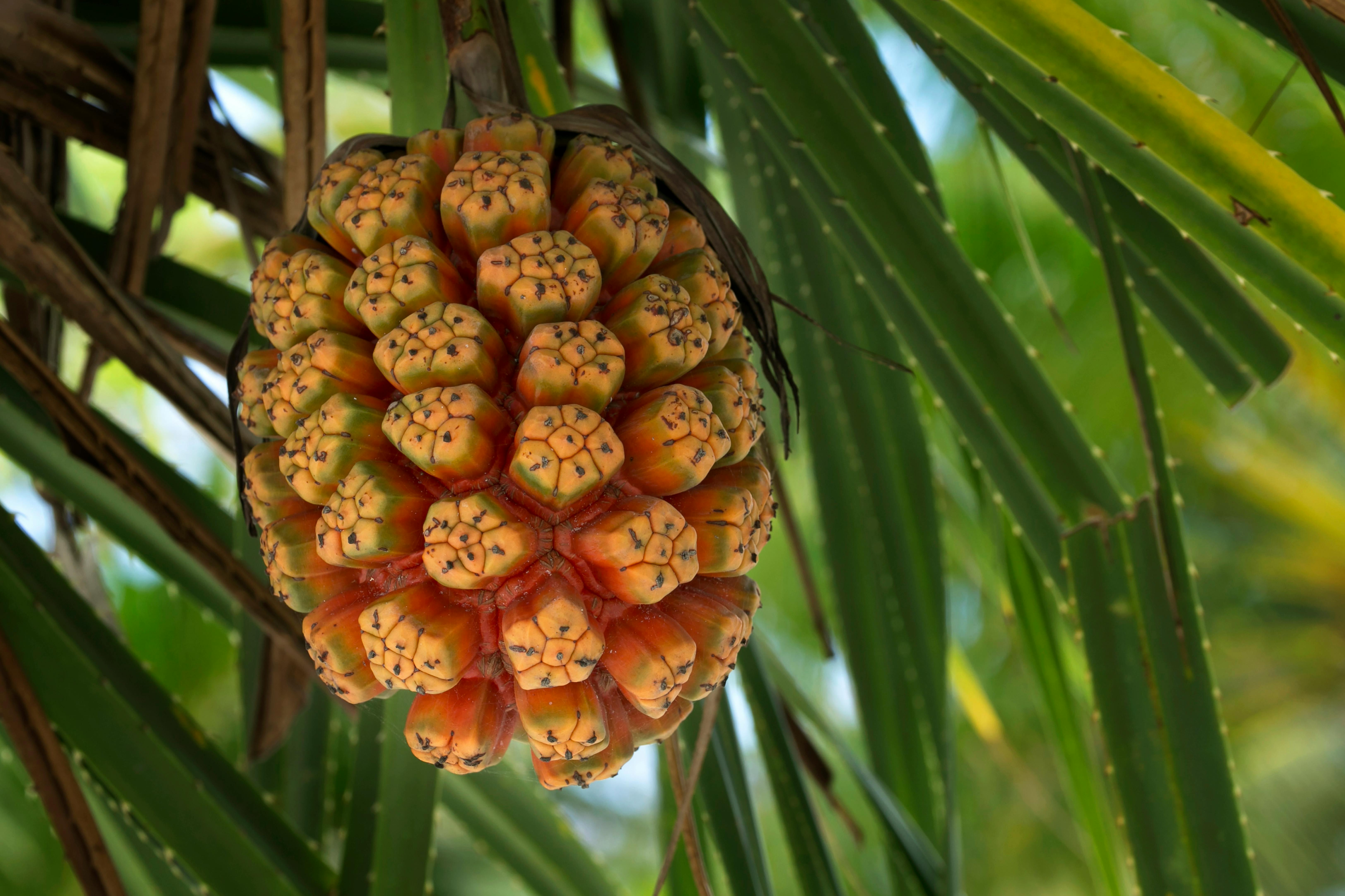 Pandanus Tectorius in Close Up Photography · Free Stock Photo