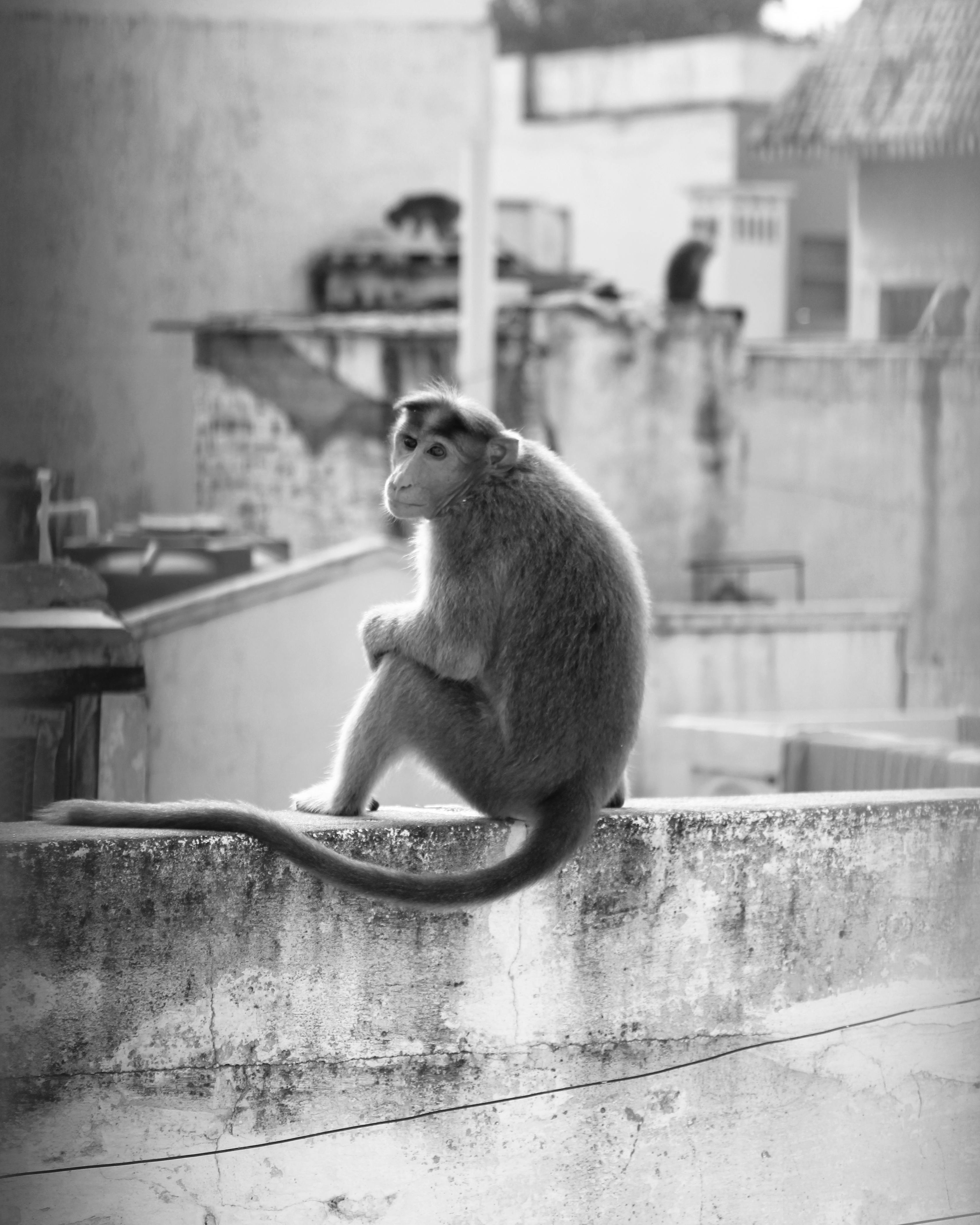 Monochrome Photography of a Chimpanzee · Free Stock Photo