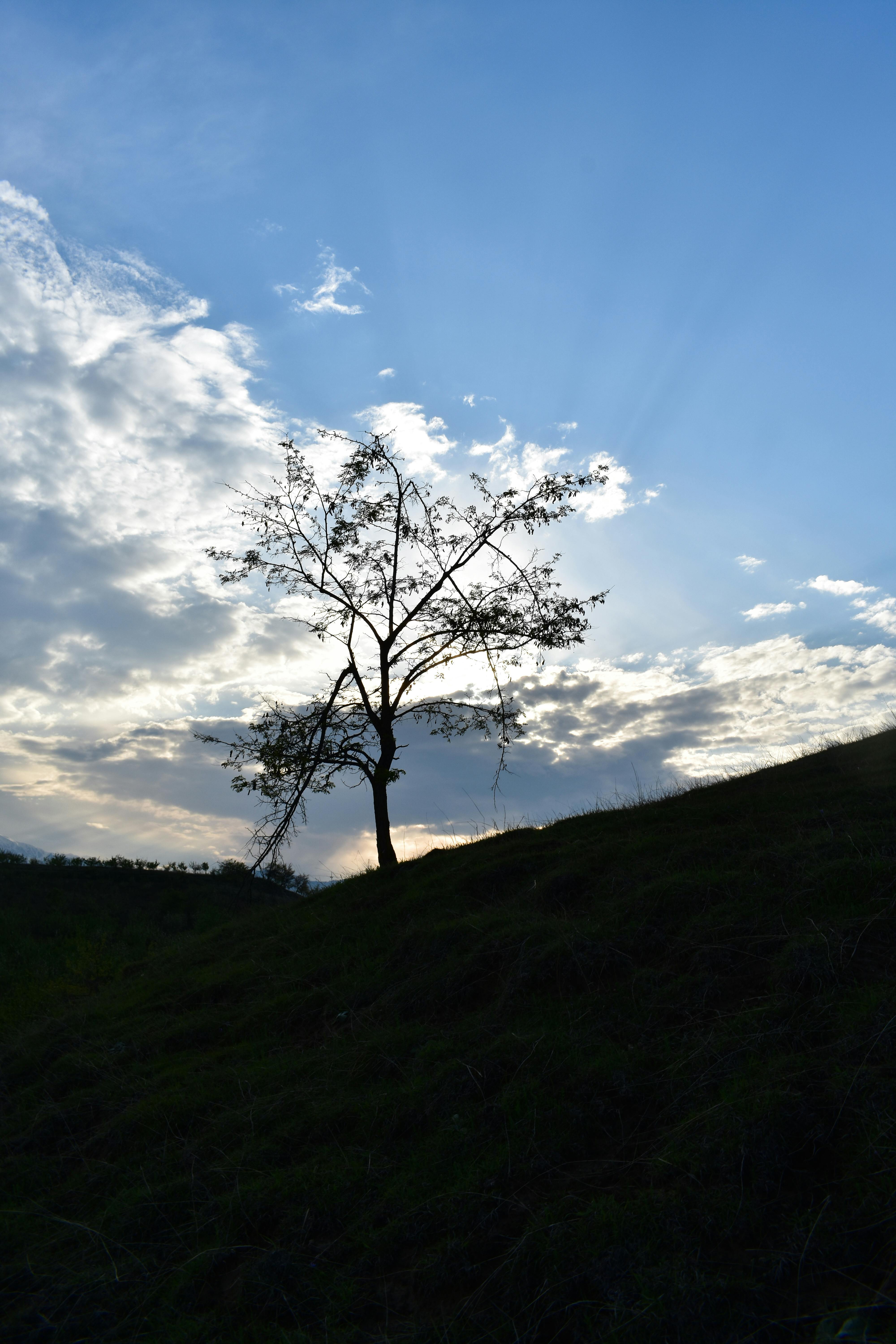 Worm's Eye Photography Green Leaf Tree · Free Stock Photo