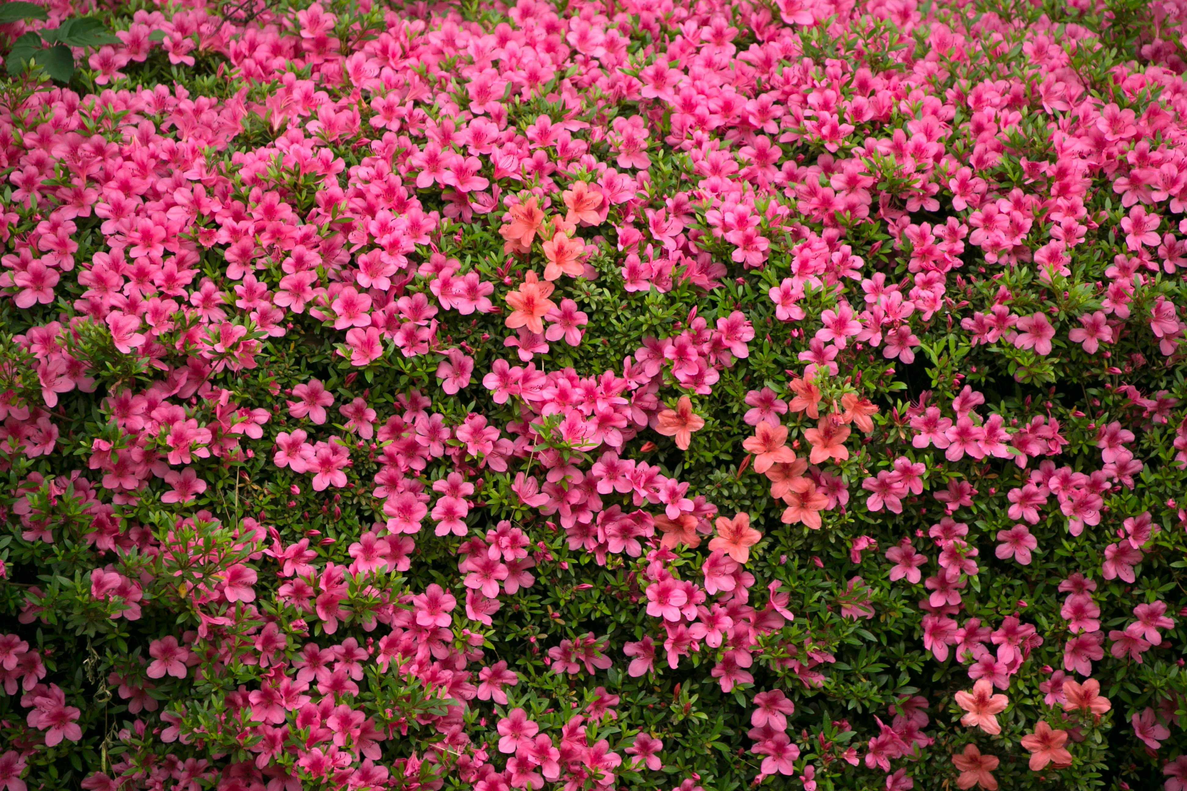 Pink Flowers in Close-up Photography · Free Stock Photo
