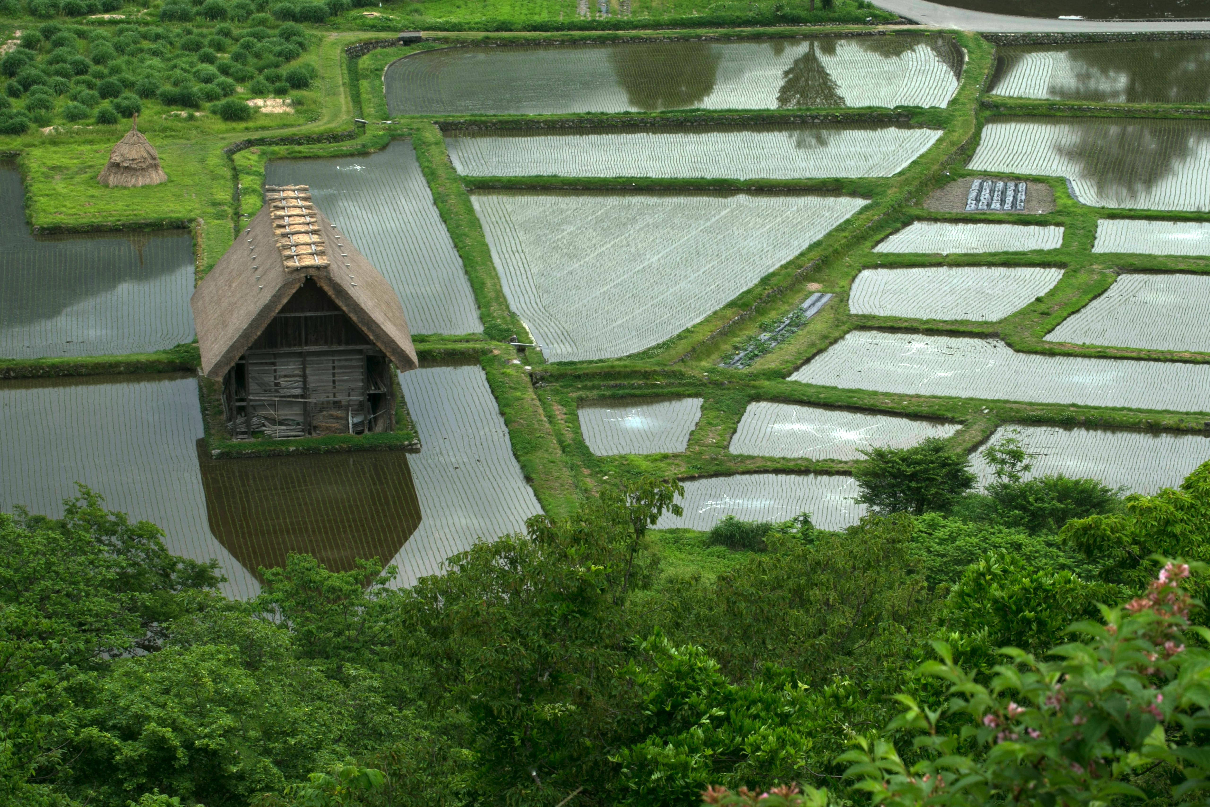 Japan Rice Fields Photos, Download The BEST Free Japan Rice Fields ...