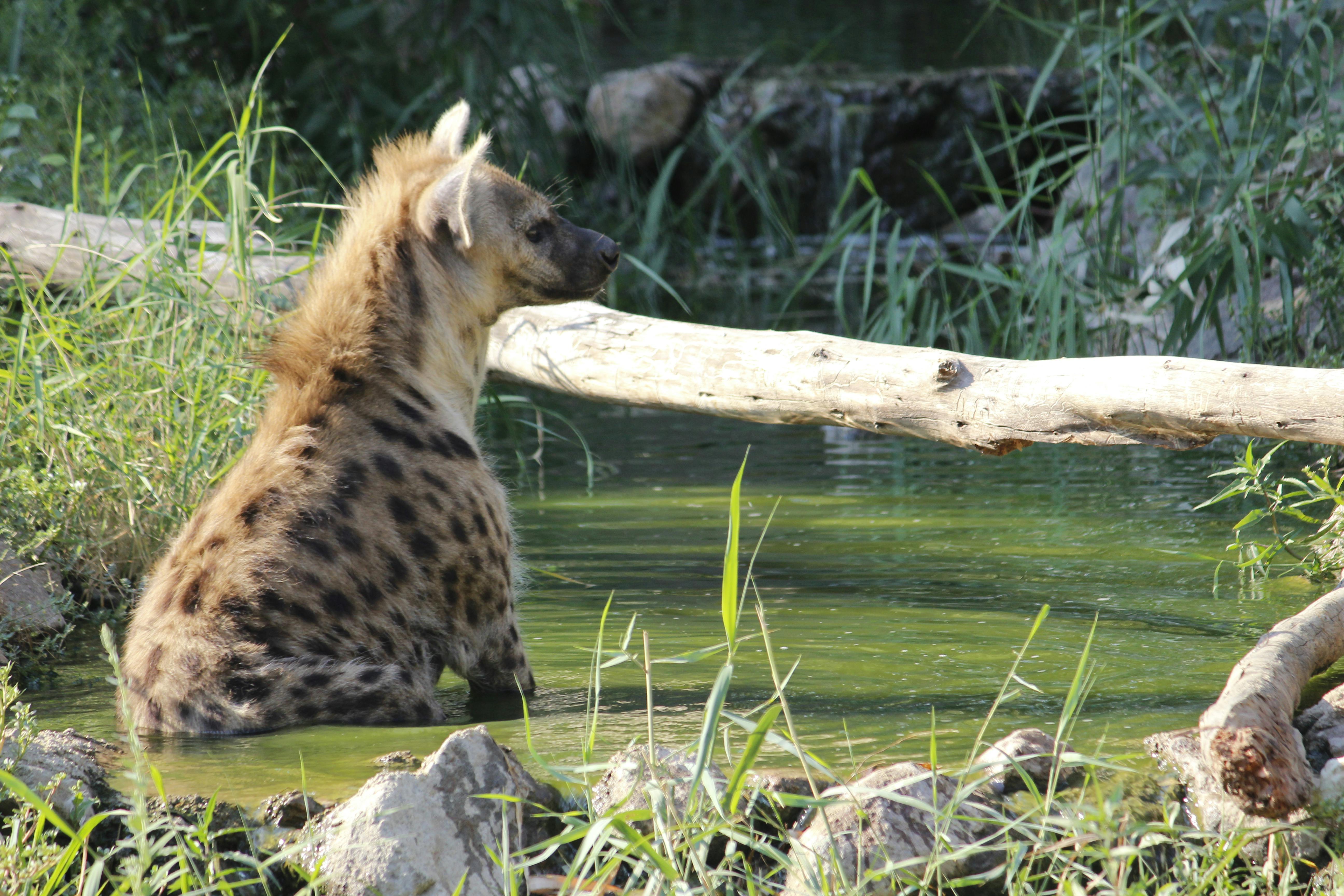 A Hyena in the Wild · Free Stock Photo
