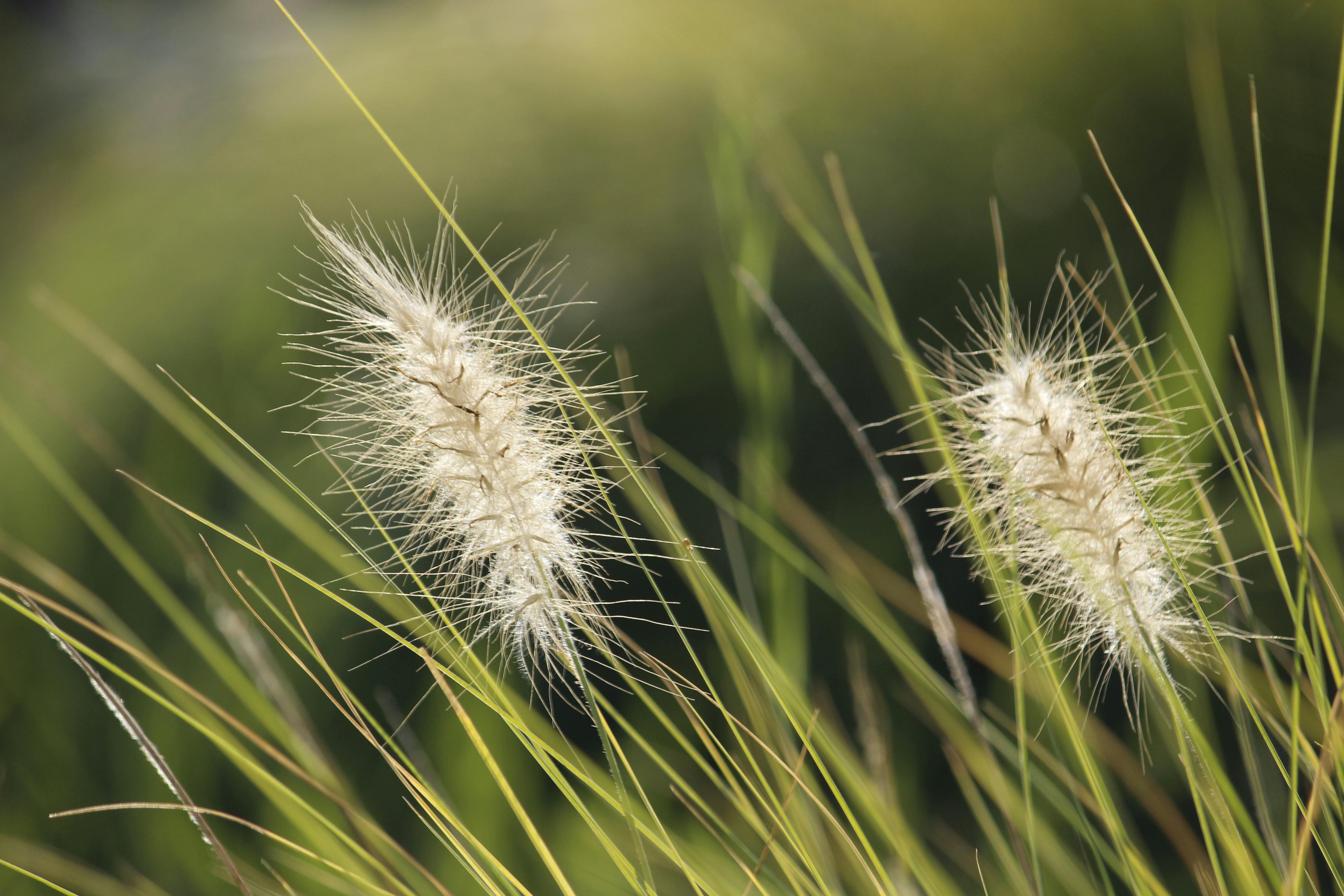 Fluffy Grass Spikes · Free Stock Photo