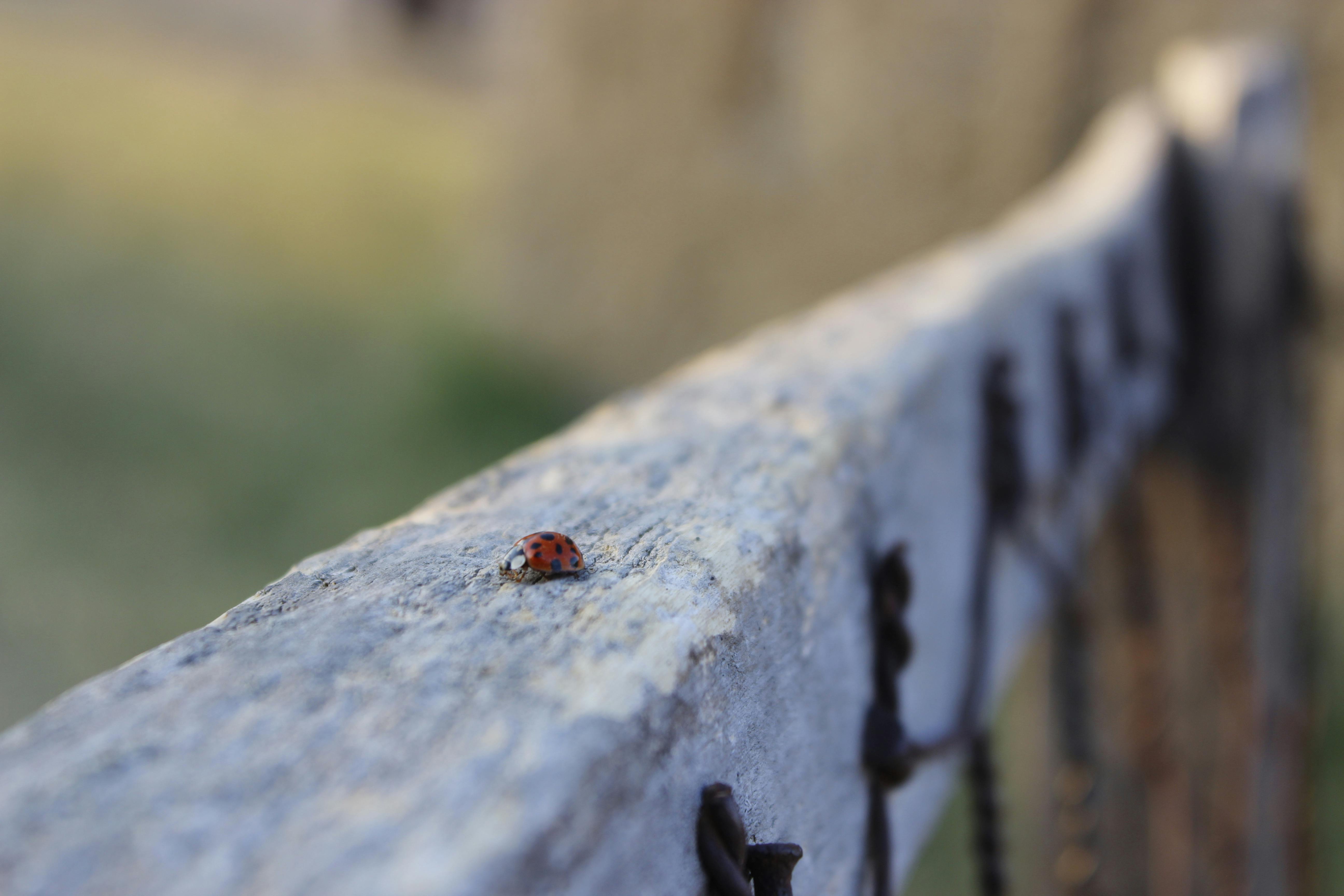 Close up of Ladybug · Free Stock Photo