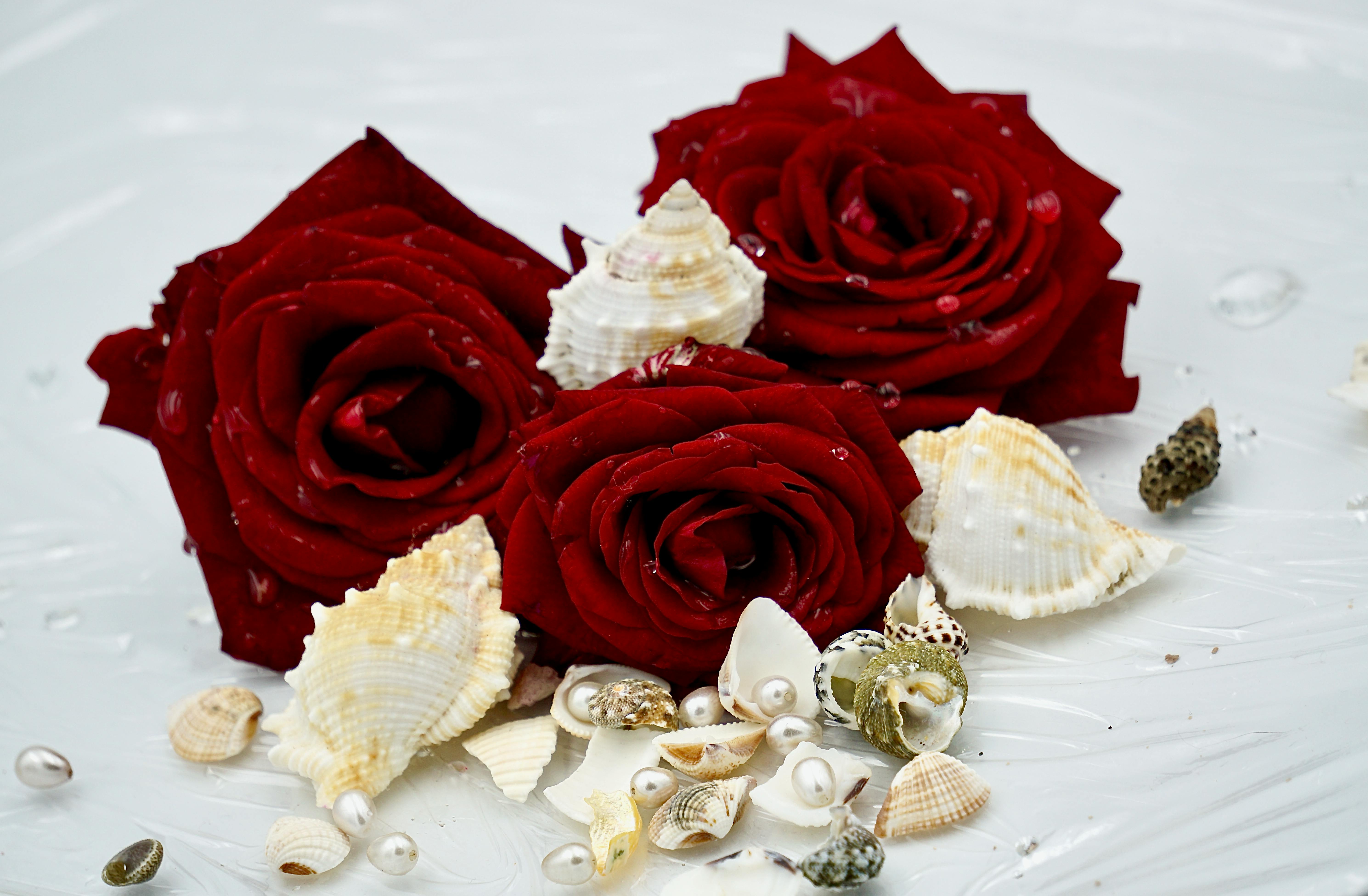 Flowers Shells Photos, Download The BEST Free Flowers Shells Stock ...