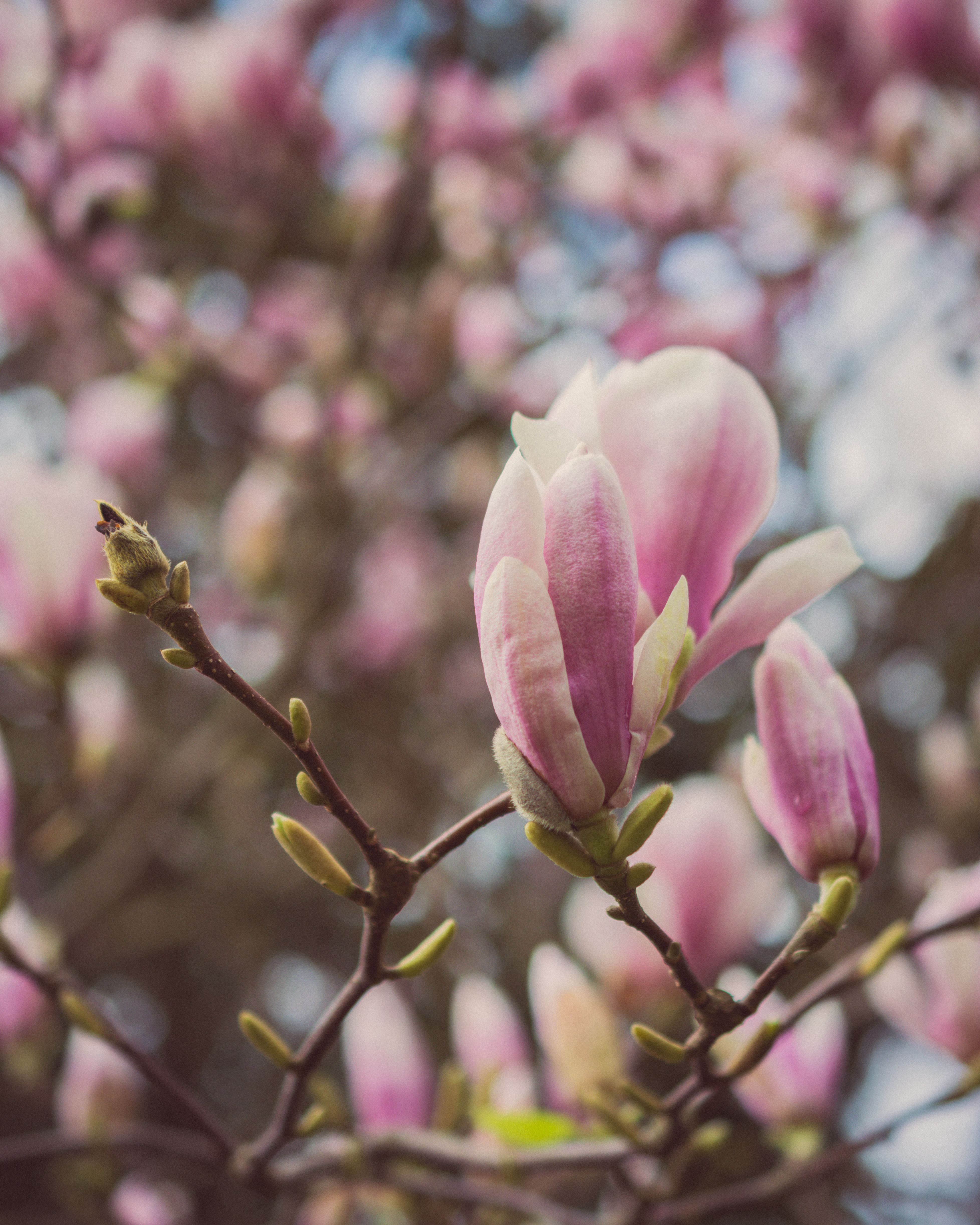 Close-up Photography of Magnolia Flowers · Free Stock Photo