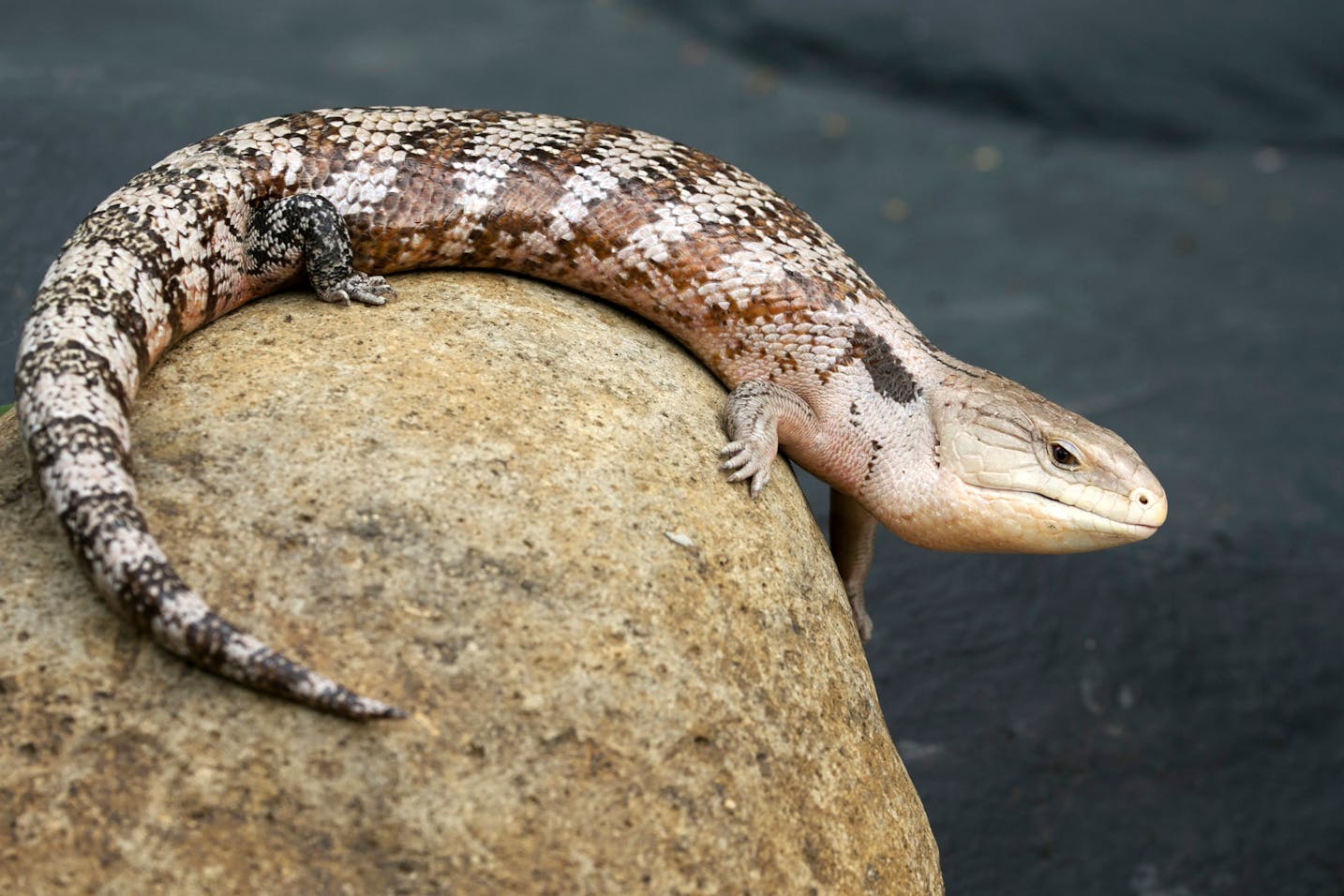 Skinks of Australia: A Simple Guide to Their Diversity
