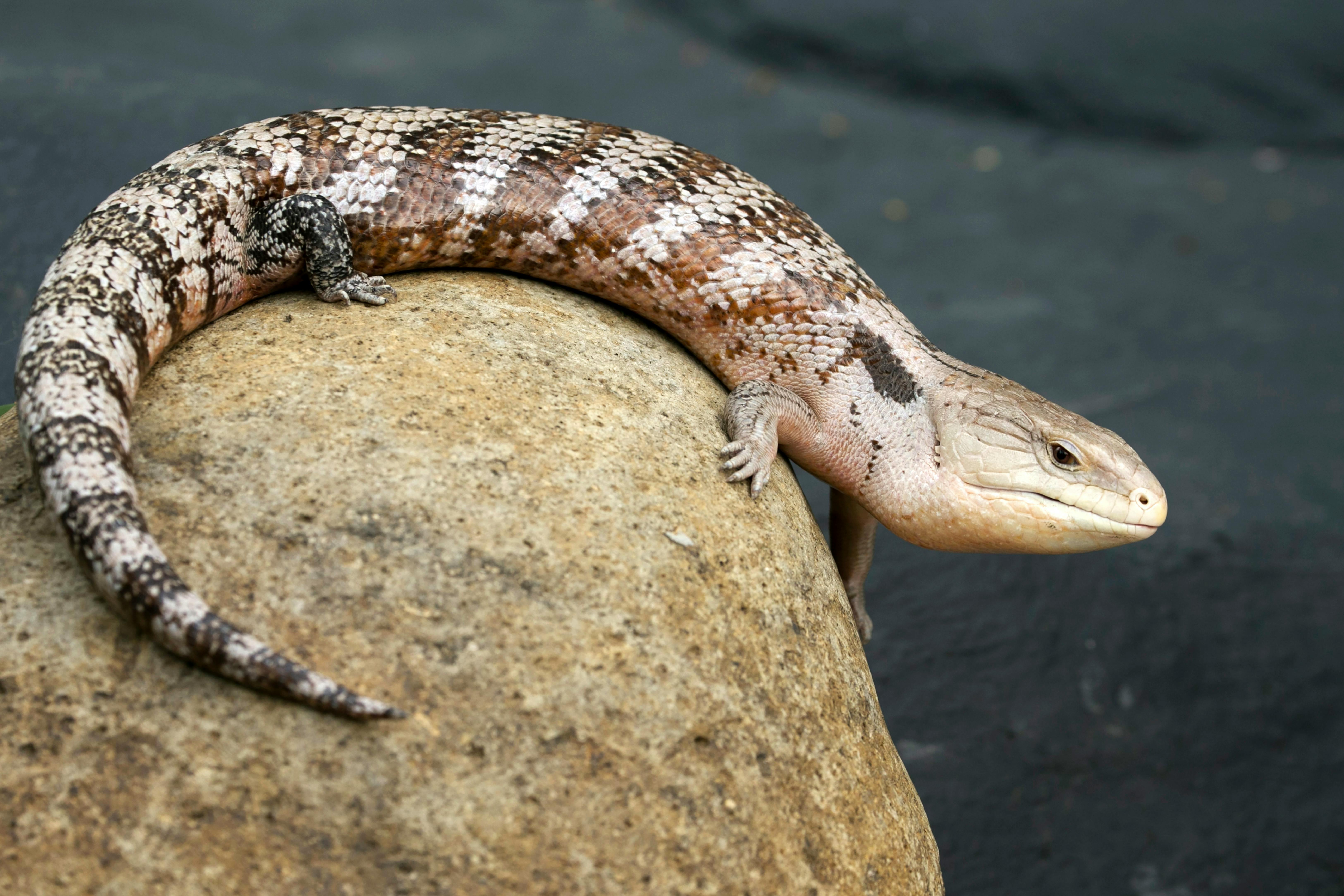 Skink Photos, Download The BEST Free Skink Stock Photos & HD Images