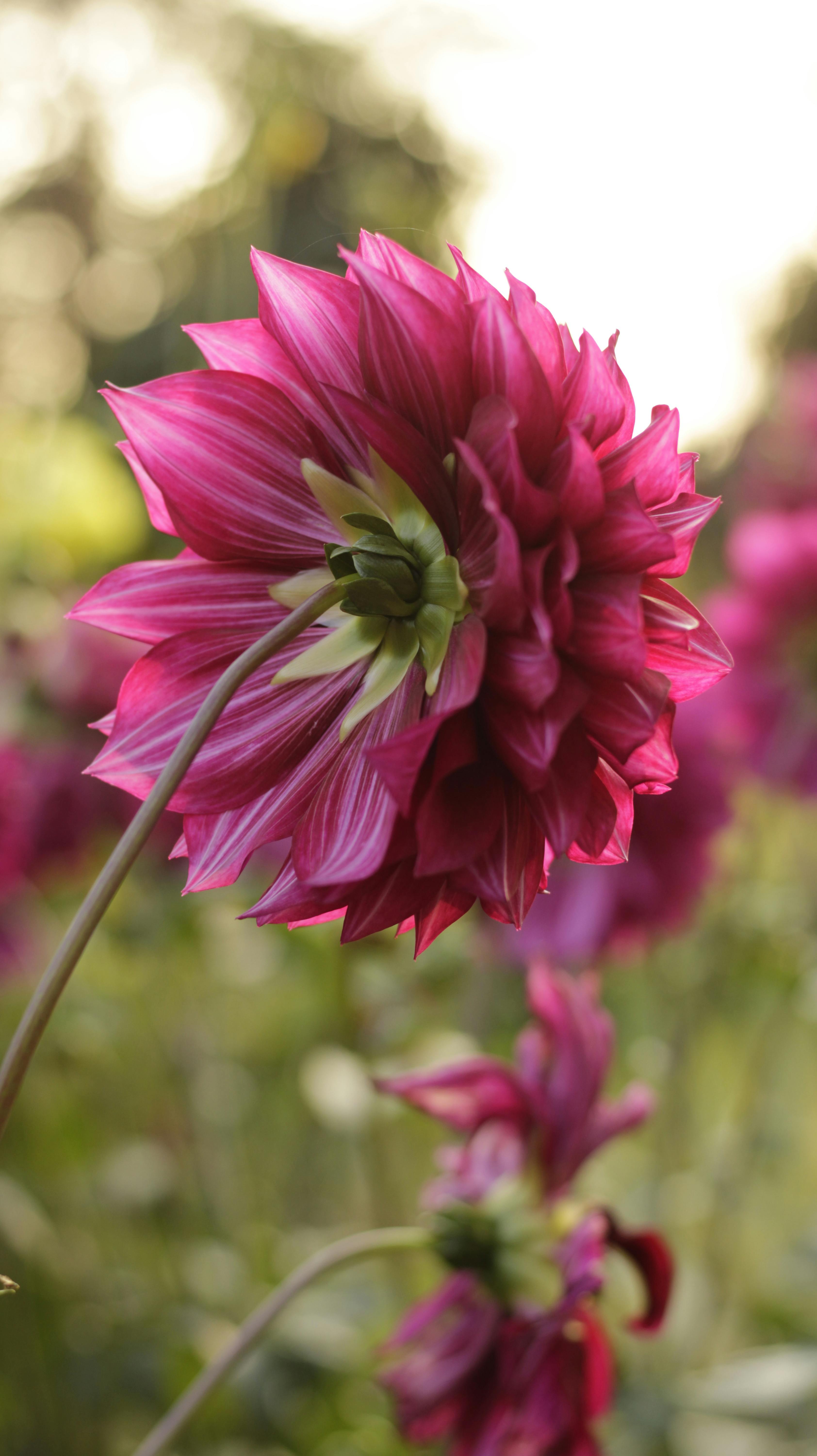 6,000+ Best Stem Photos · 100% Free Download · Pexels Stock Photos