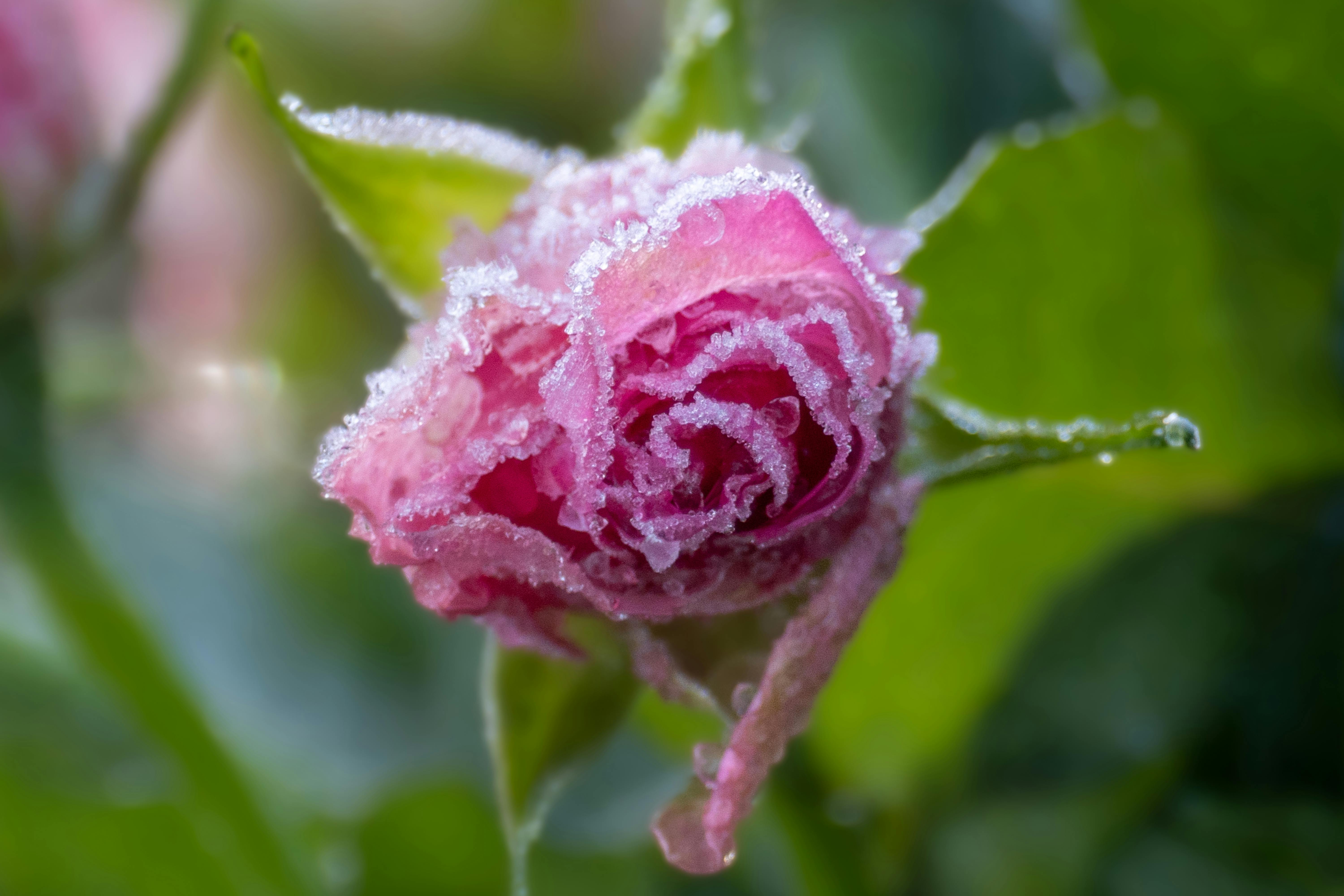 Frozen Pink Rose in Close Up Photography · Free Stock Photo