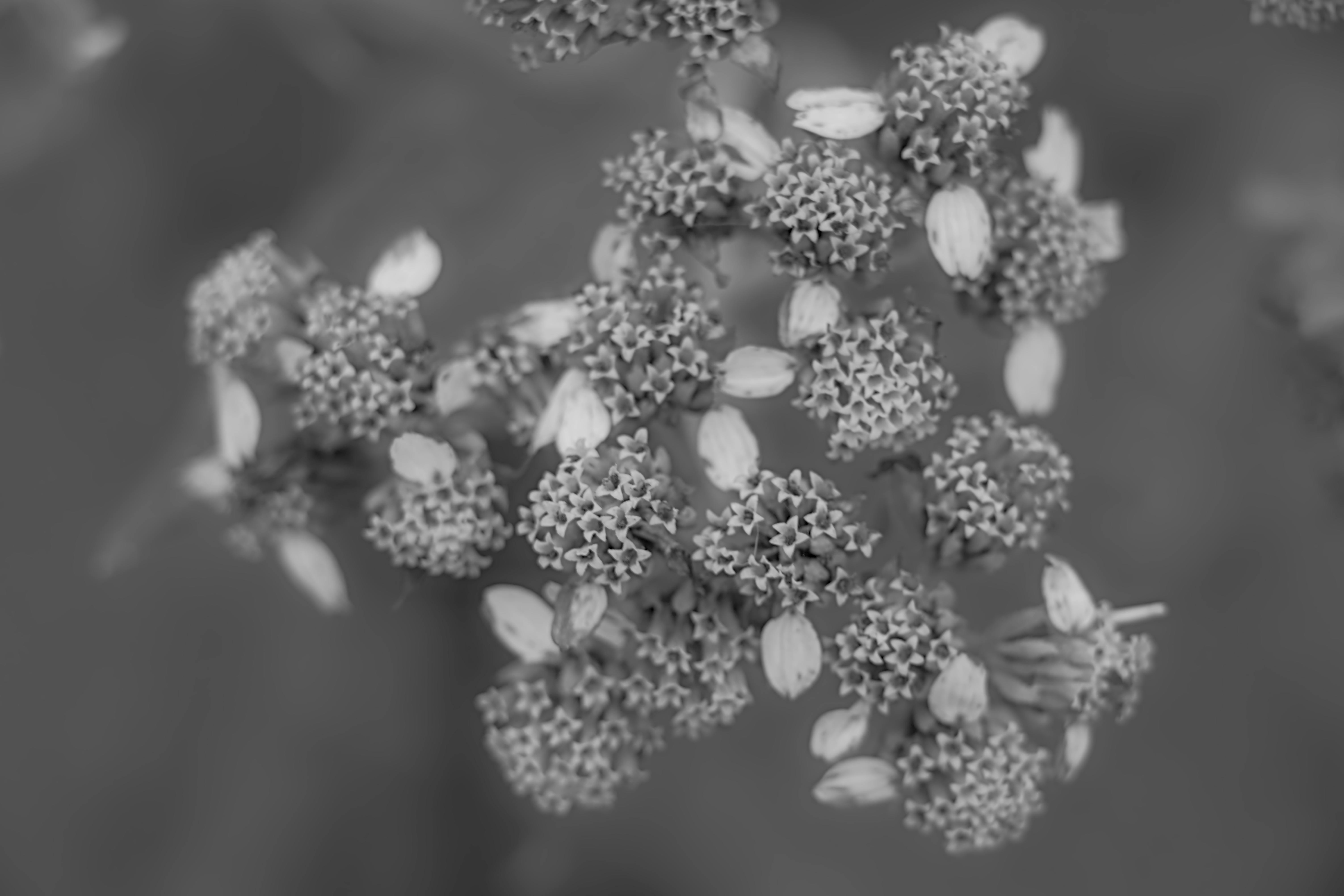 Sikes Photos - Photography