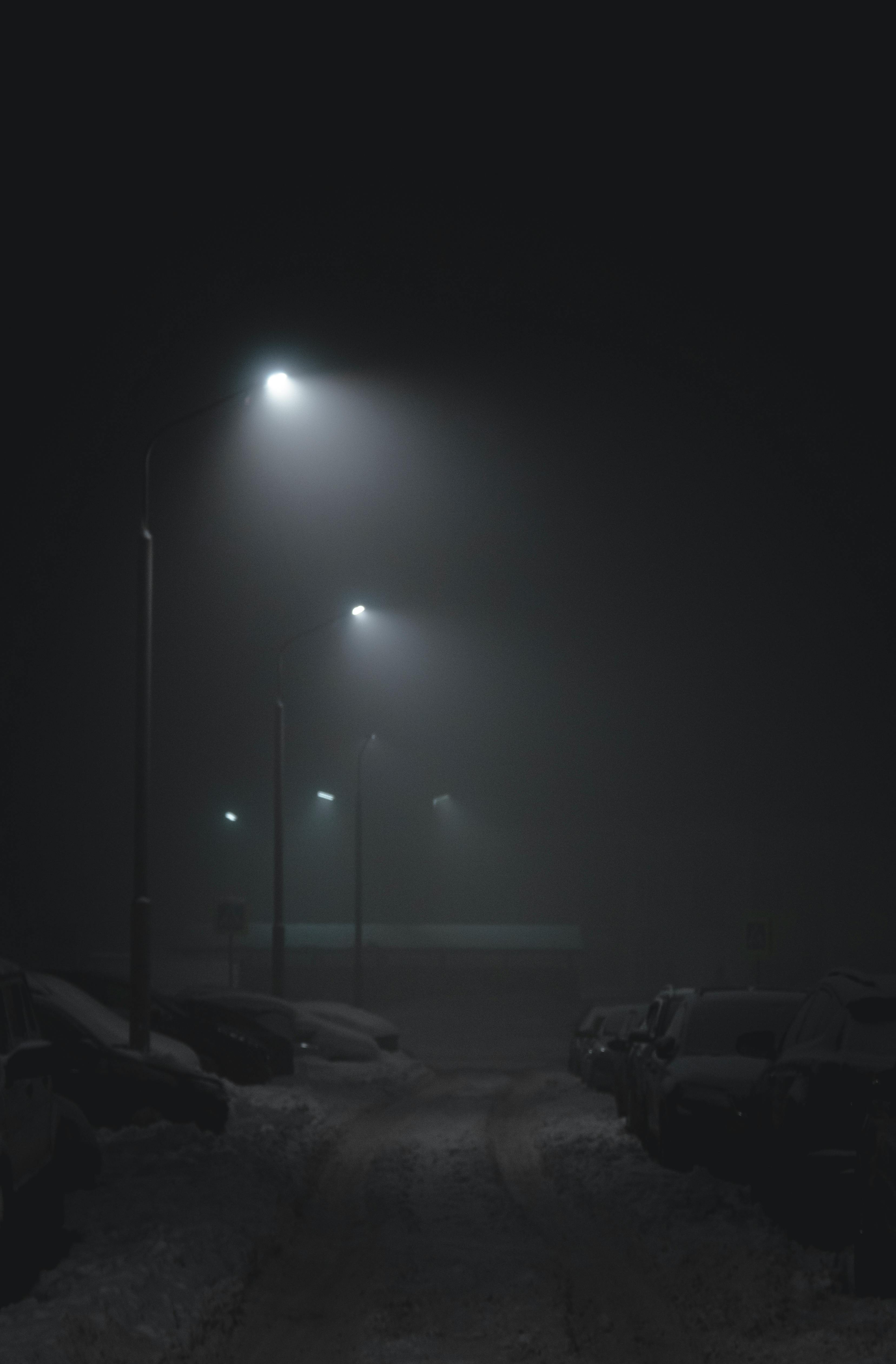 Christmas Trees With String Lights during Night Time · Free Stock Photo