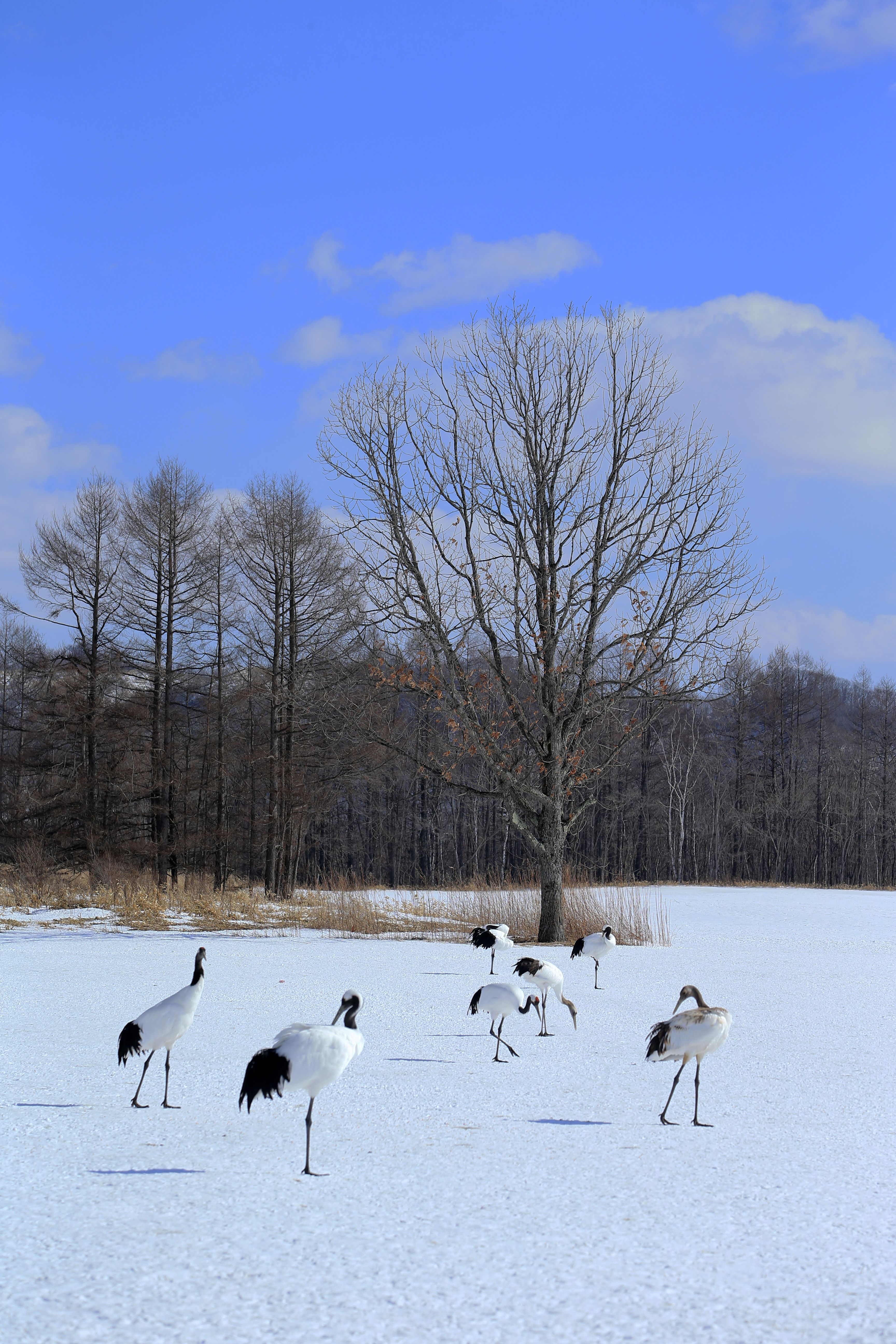 Cranes Walking on Snow in Nature · Free Stock Photo