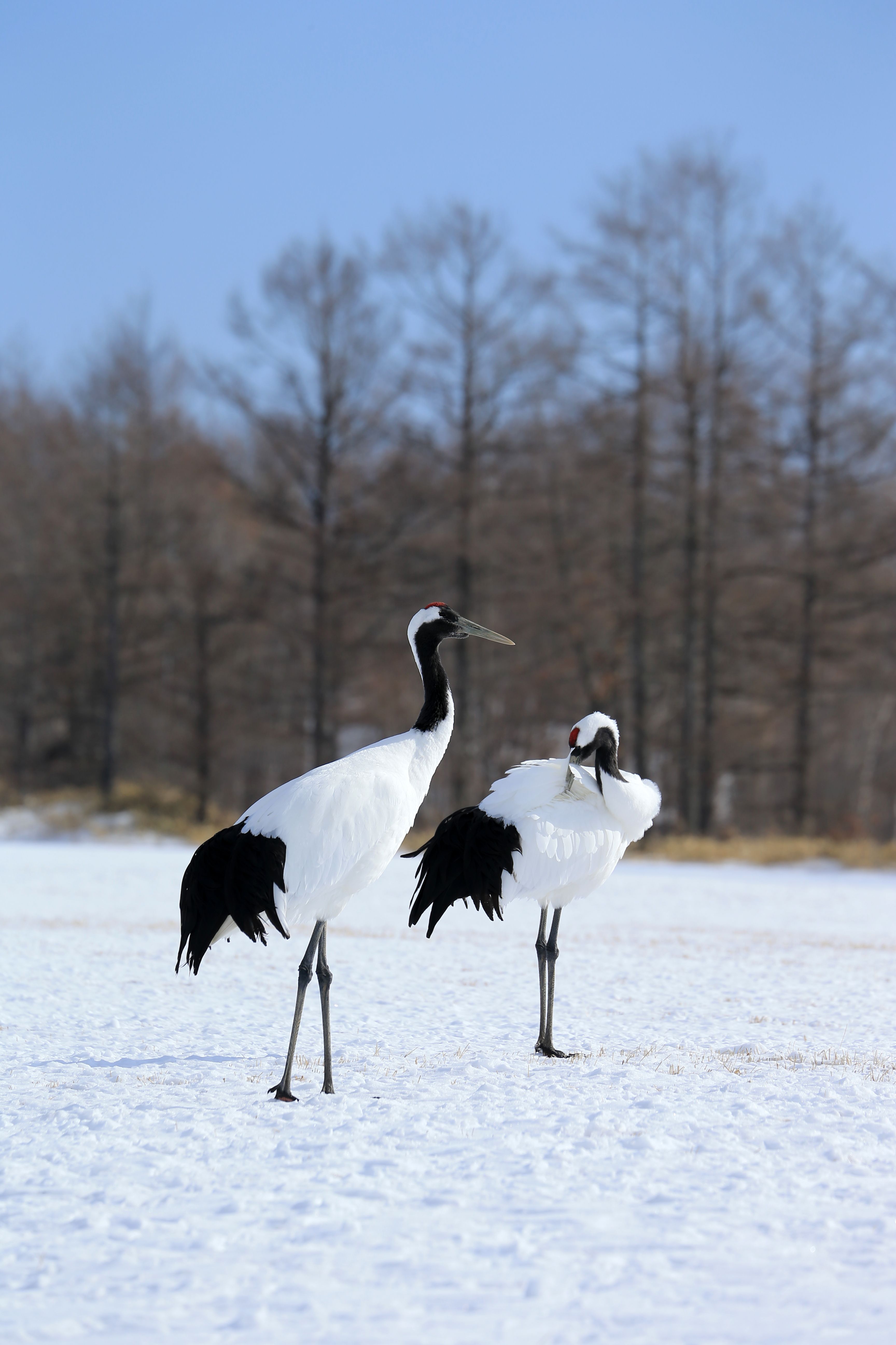Red-Crowned Crane Bird Walking on Snow Covered Ground · Free Stock Photo