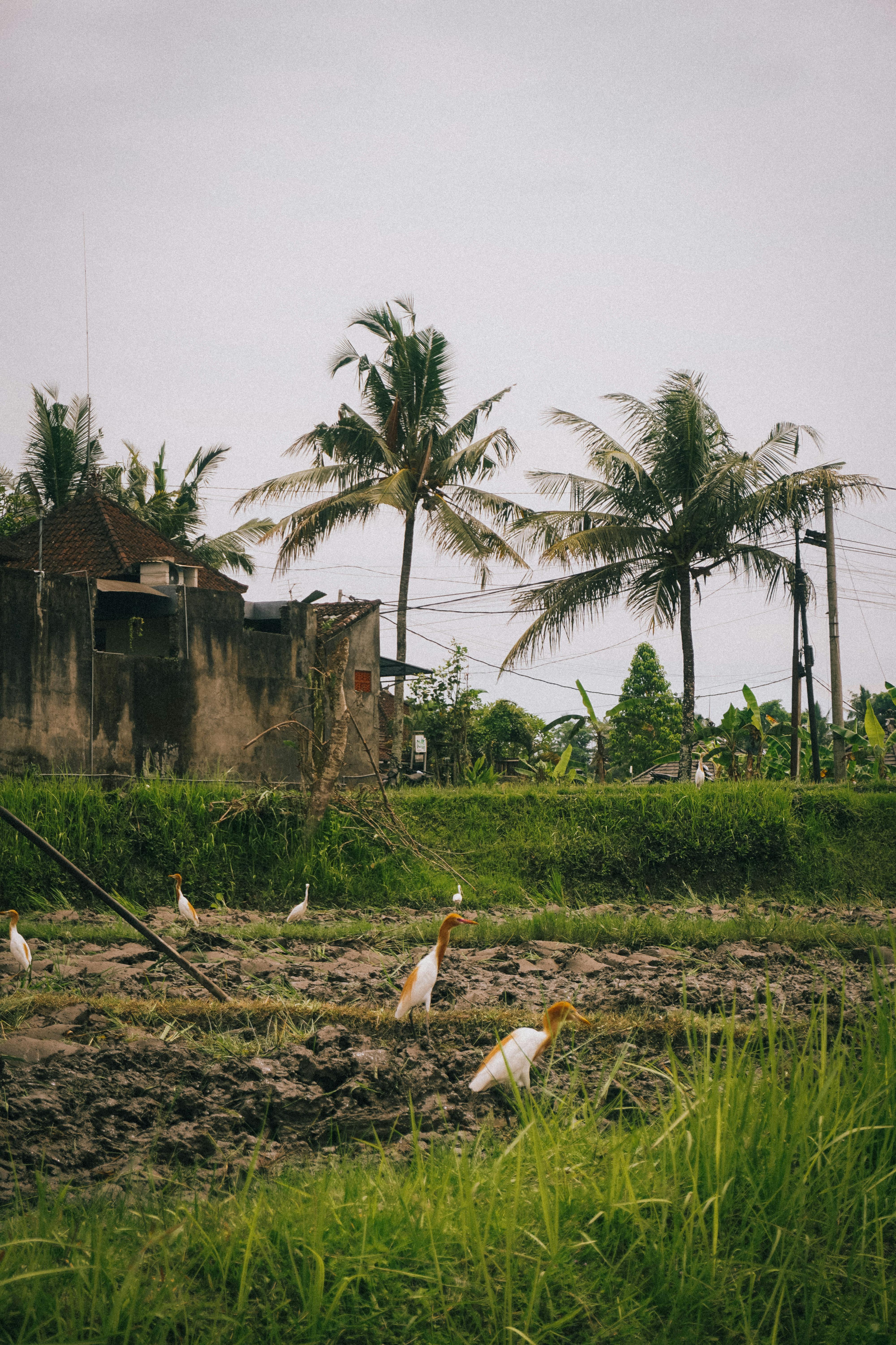 Birds in Field near House · Free Stock Photo