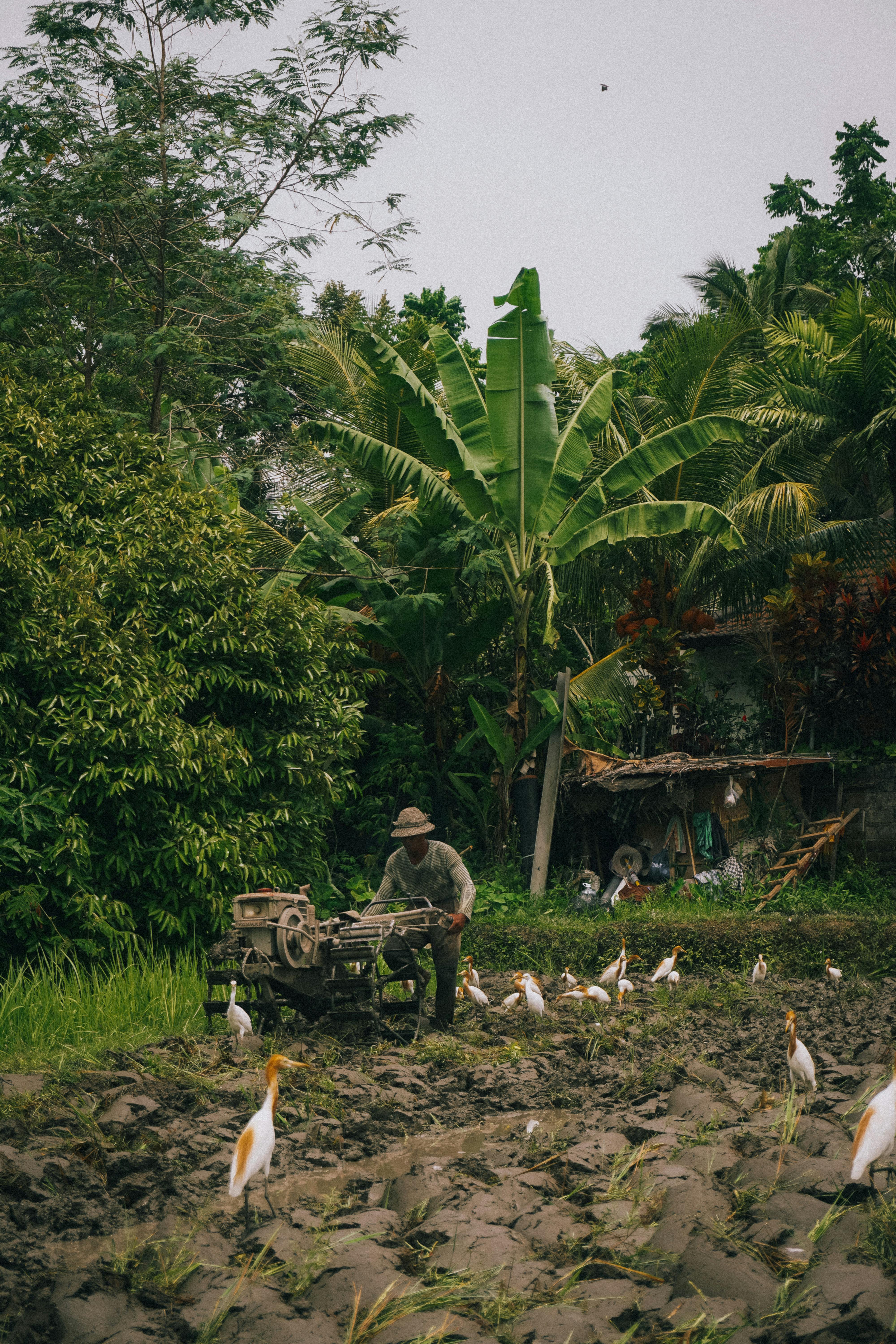 Man Working in Field in Tropical Landscape · Free Stock Photo