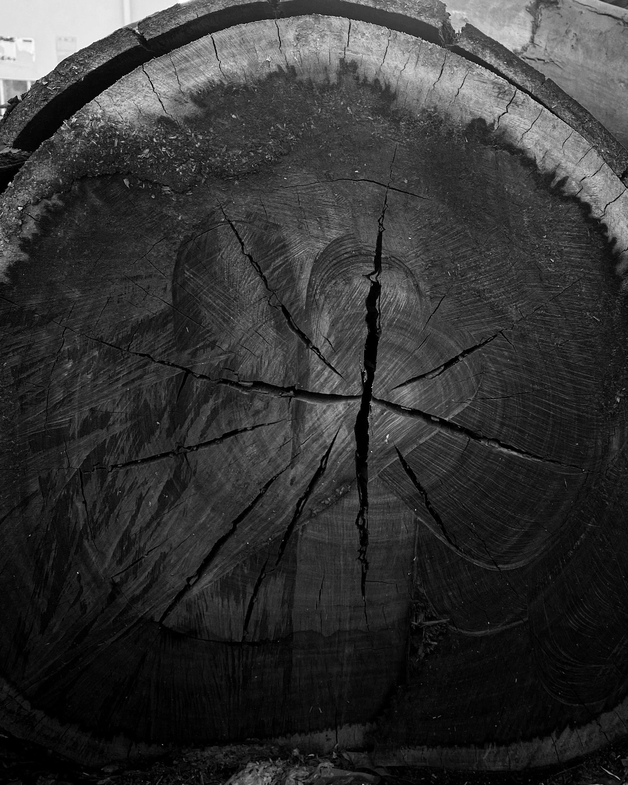Close-up of a Black Tree Log · Free Stock Photo