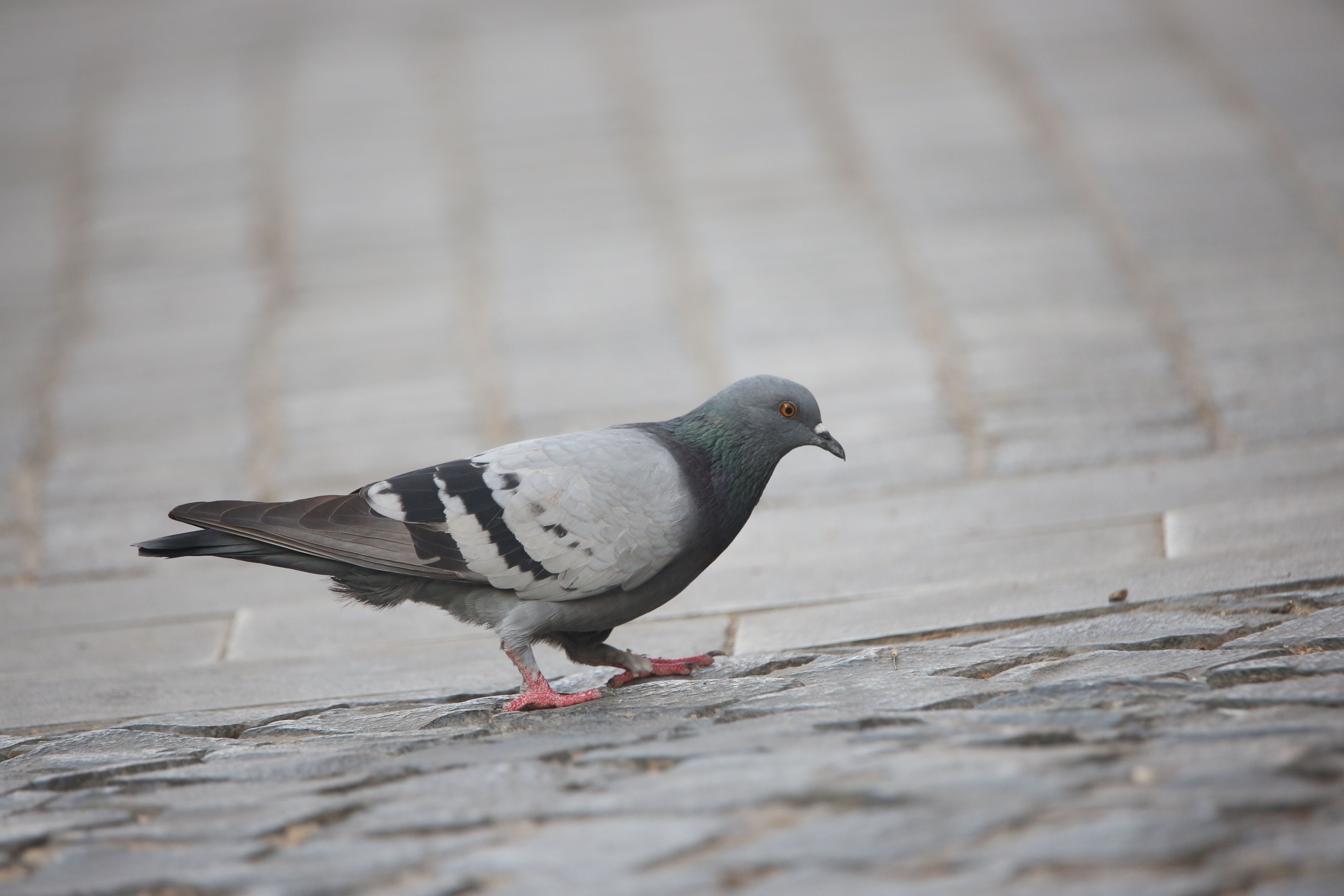 Pigeon With Dust Photos, Download Free Pigeon With Dust Stock Photos ...
