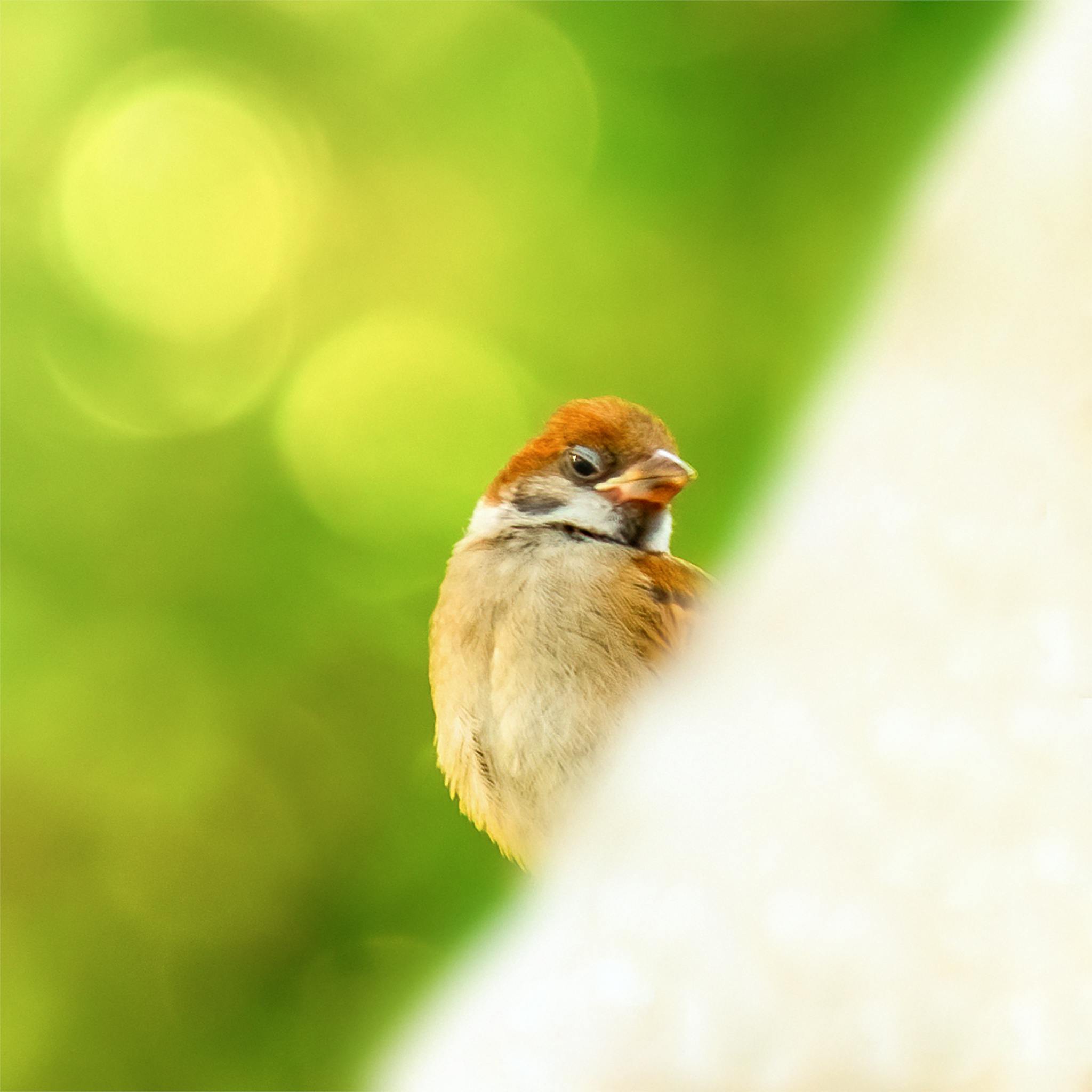 Close-Up Shot of a Eastern Bluebird · Free Stock Photo