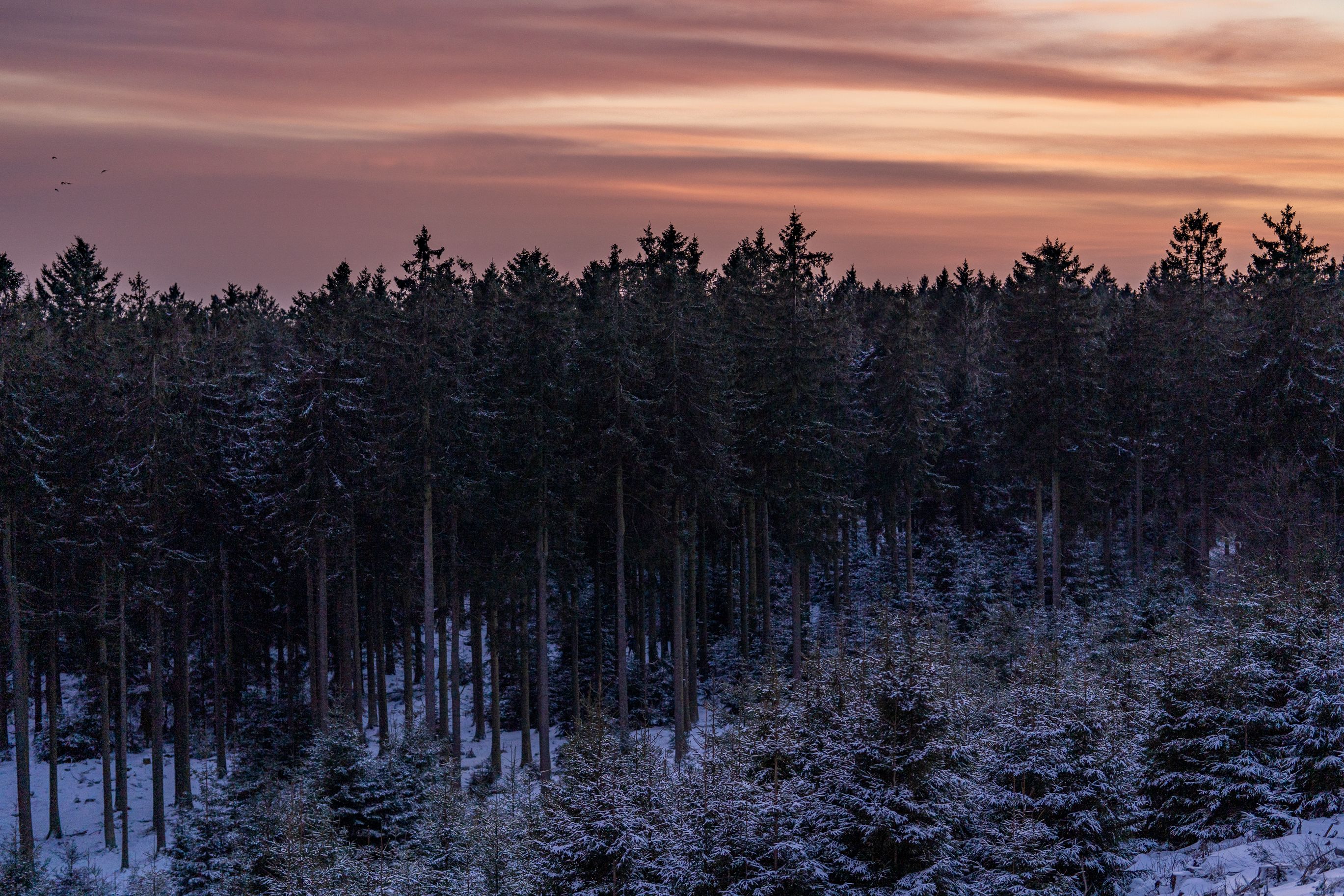 Evergreen Forest in Winter · Free Stock Photo