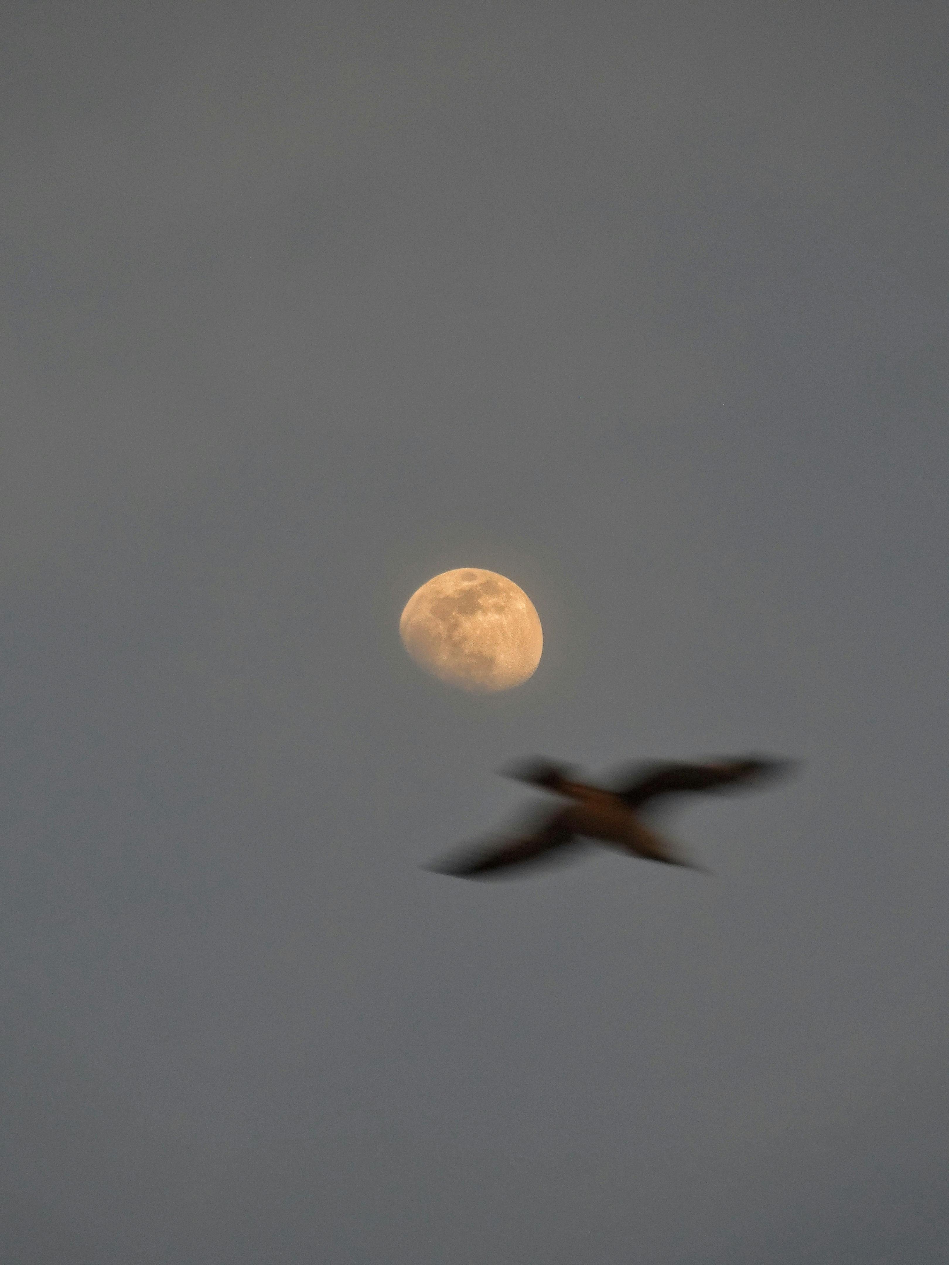Moon at Evening Sky · Free Stock Photo