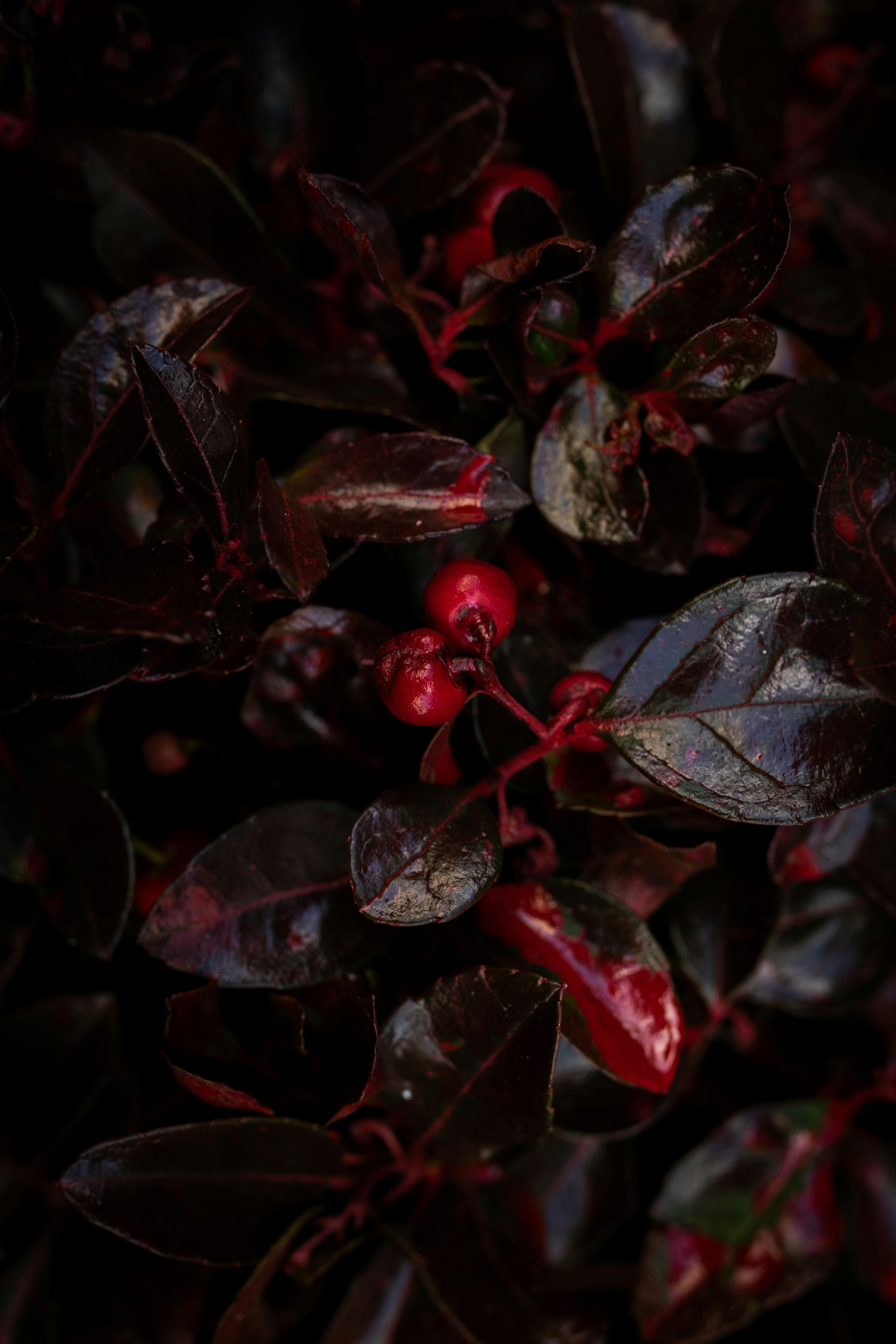 Wintergreen Leaf Photos, Download The BEST Free Wintergreen Leaf Stock ...