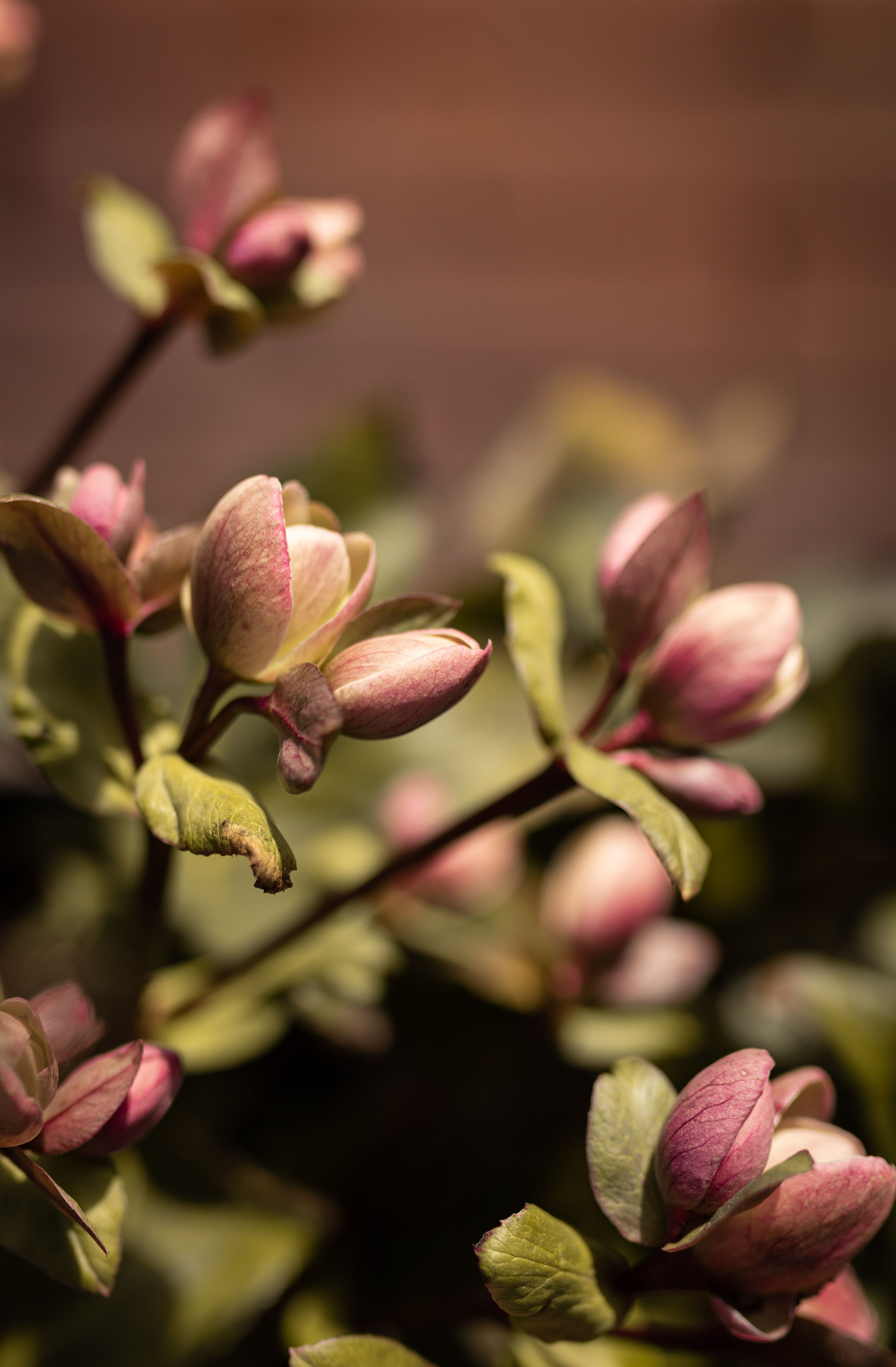 Green Bushy Plant with Red and Pink Flowers · Free Stock Photo
