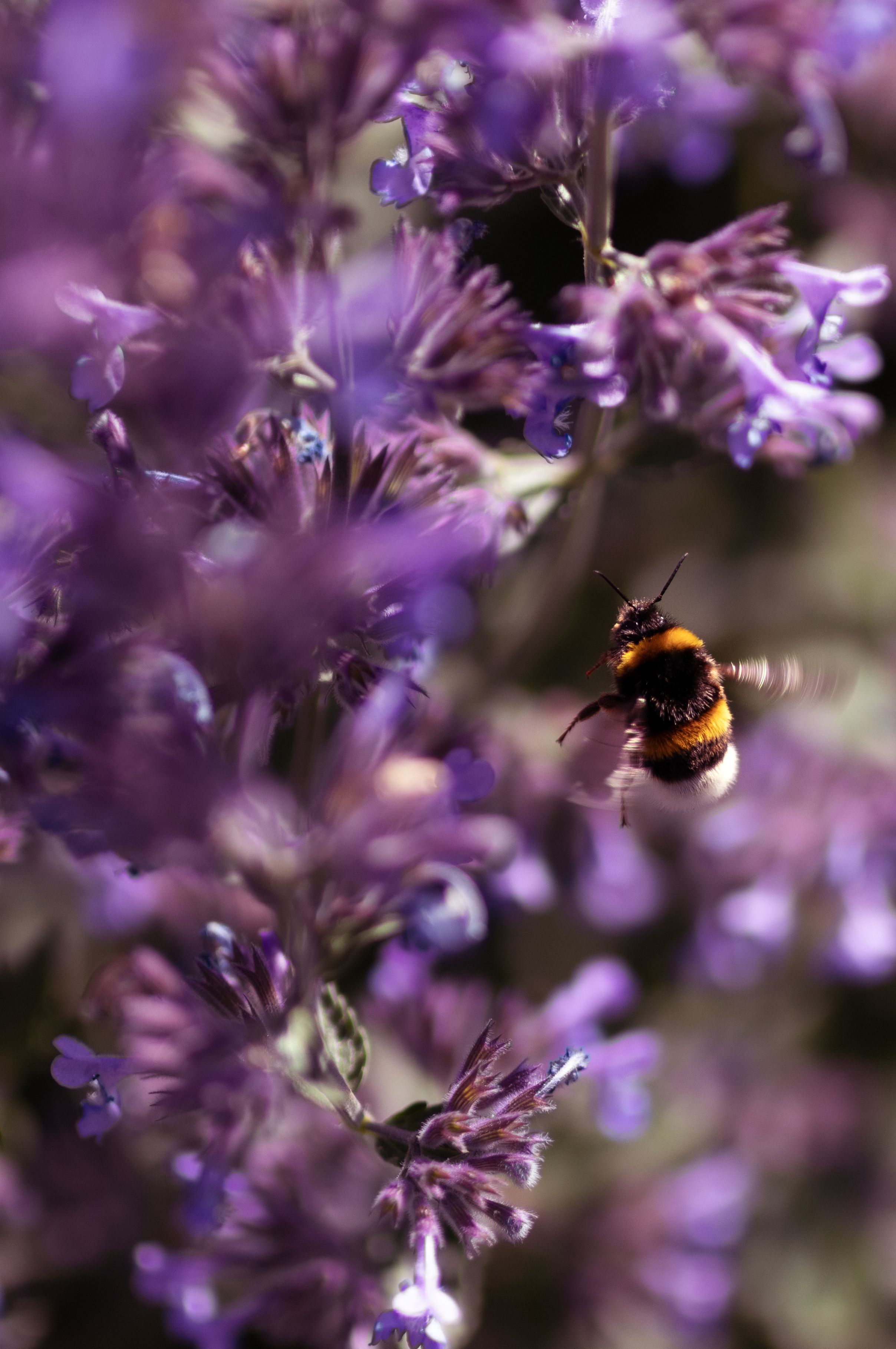1,981+ Best Free Mason bee Stock Photos & Images · 100% Royalty-Free HD ...